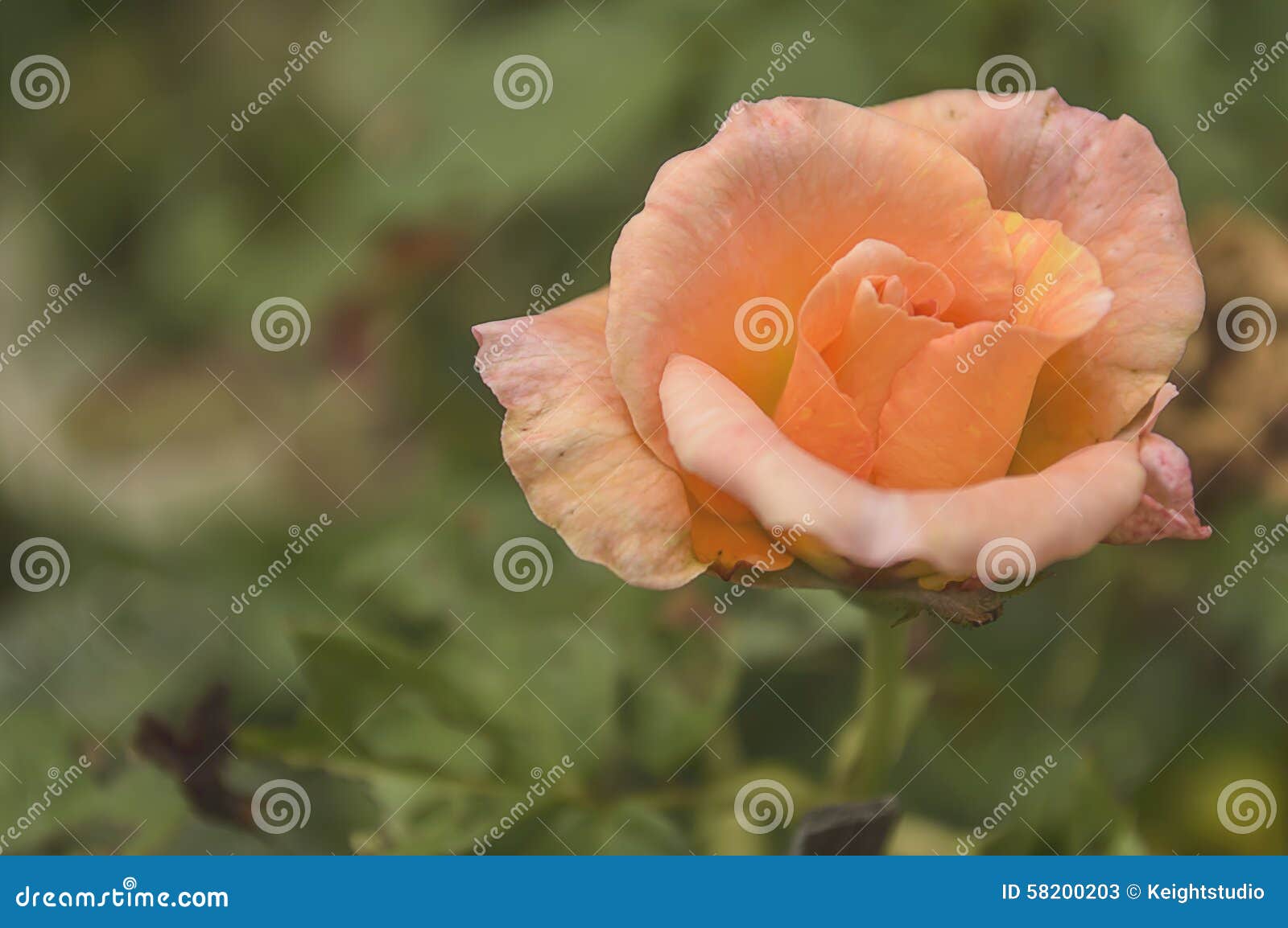Bright orange rose stock image. Image of macro, beauty - 58200203