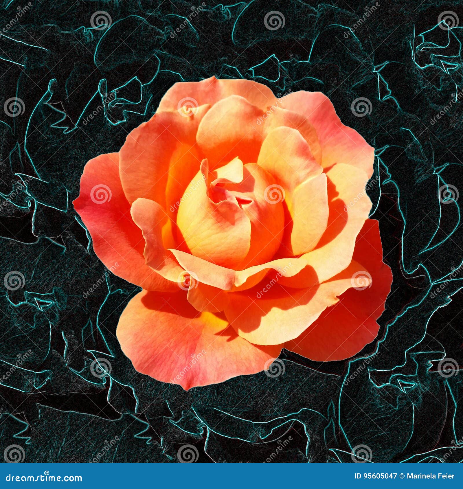 Bright orange rose stock image. Image of light, gray - 95605047