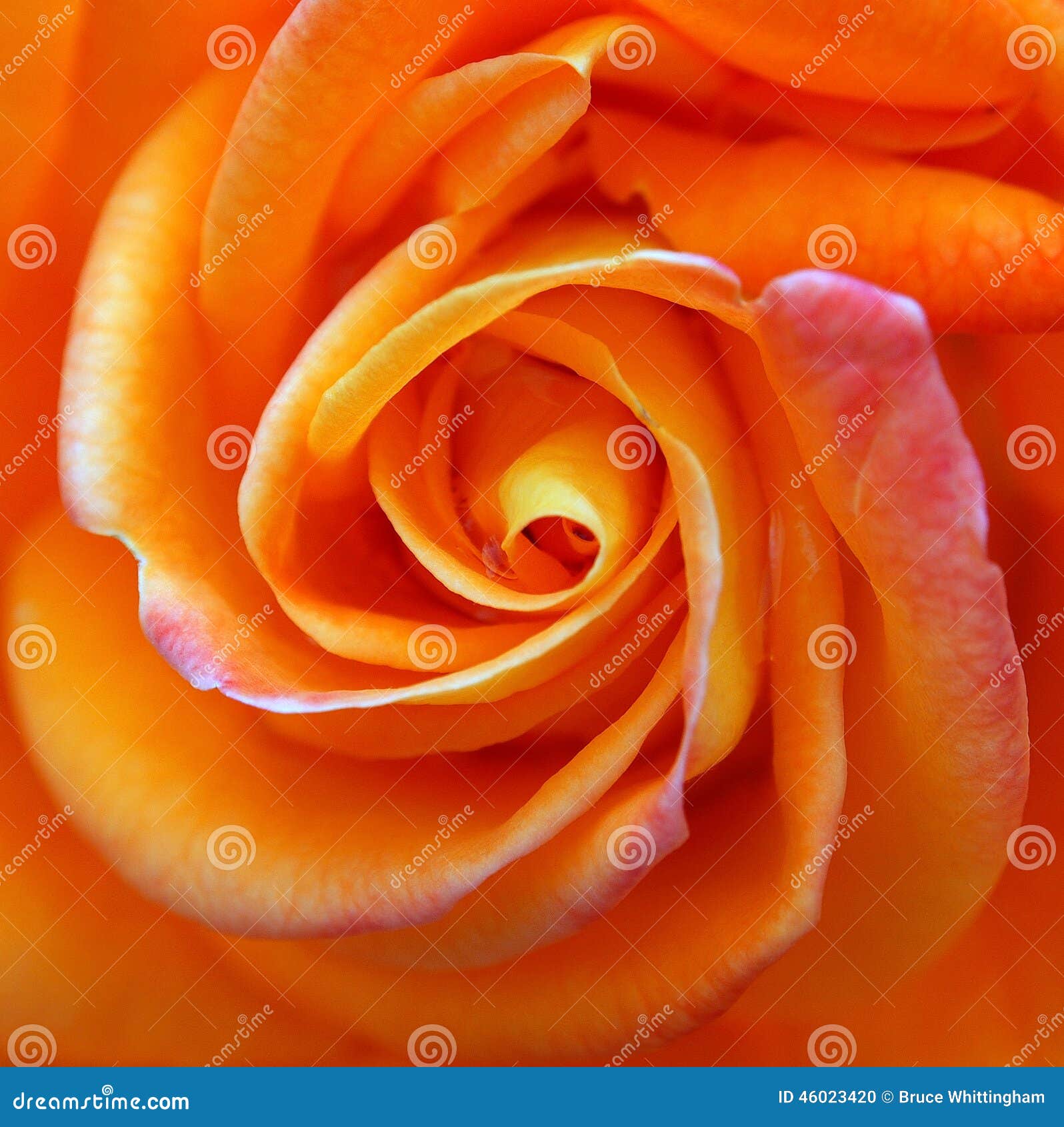 Bright Orange Rose stock photo. Image of decorative, spiral - 46023420