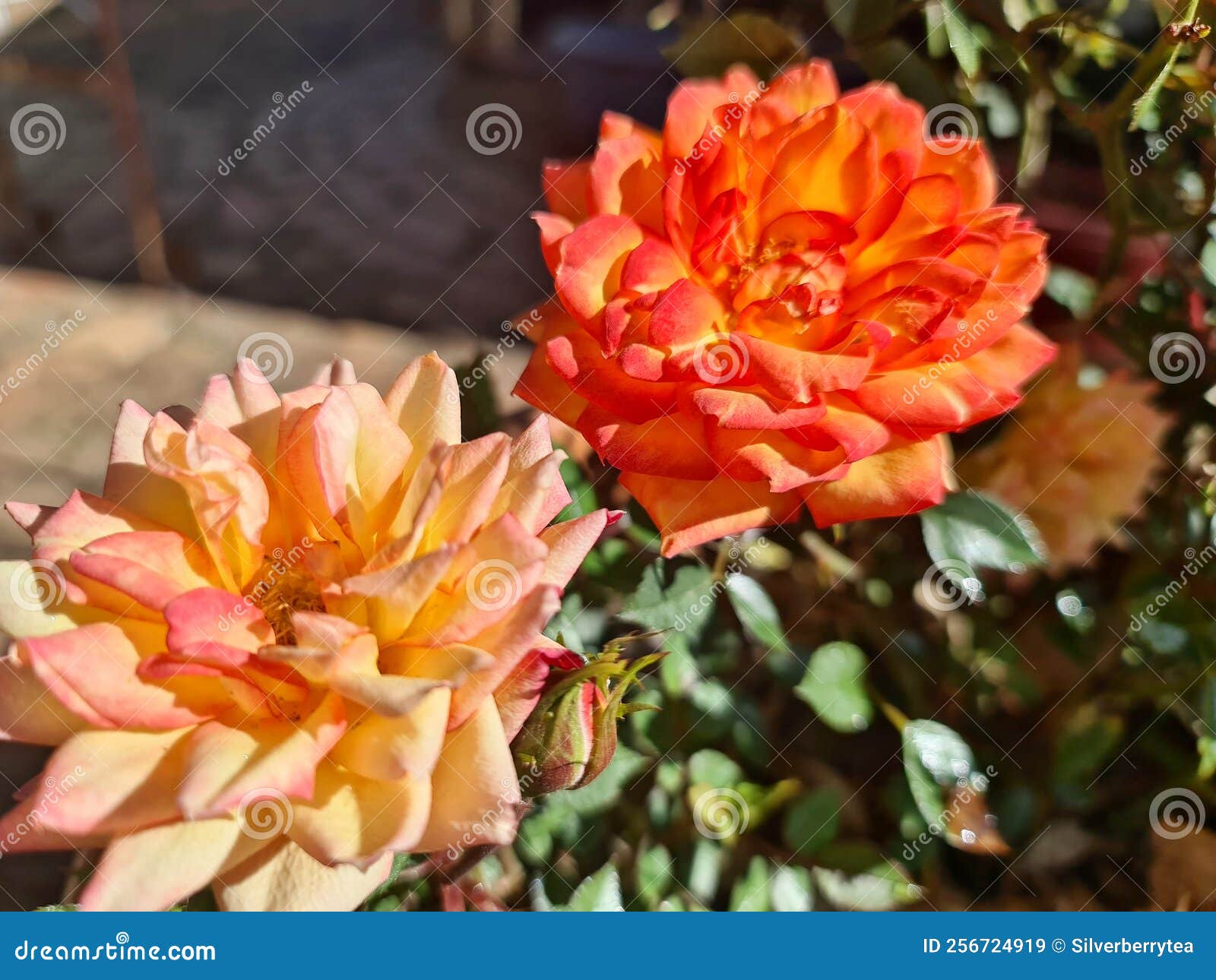 Bright orange roses stock image. Image of plant, bright - 256724919