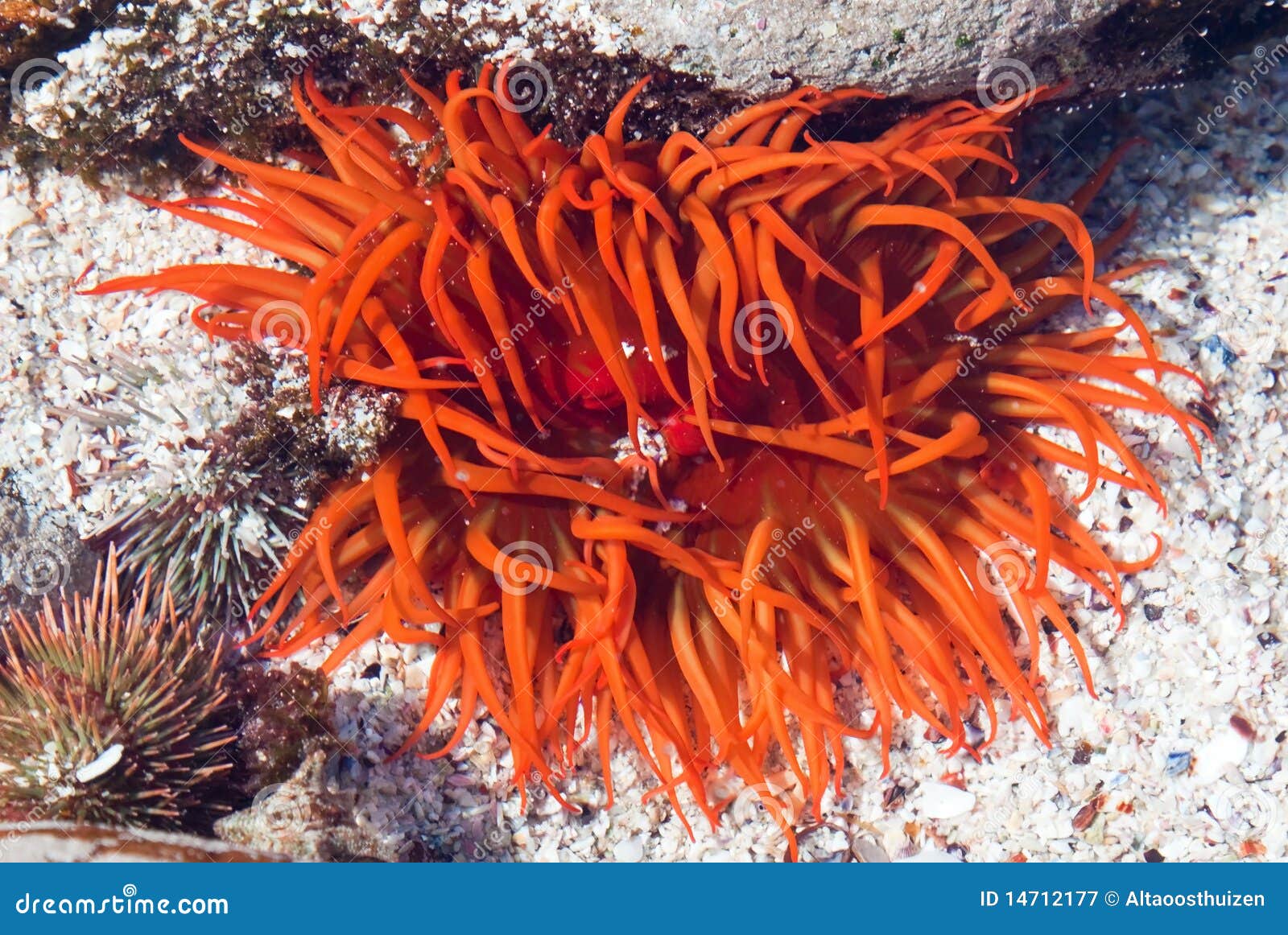 Bright orange sea anemone stock image. Image of cute - 14712177