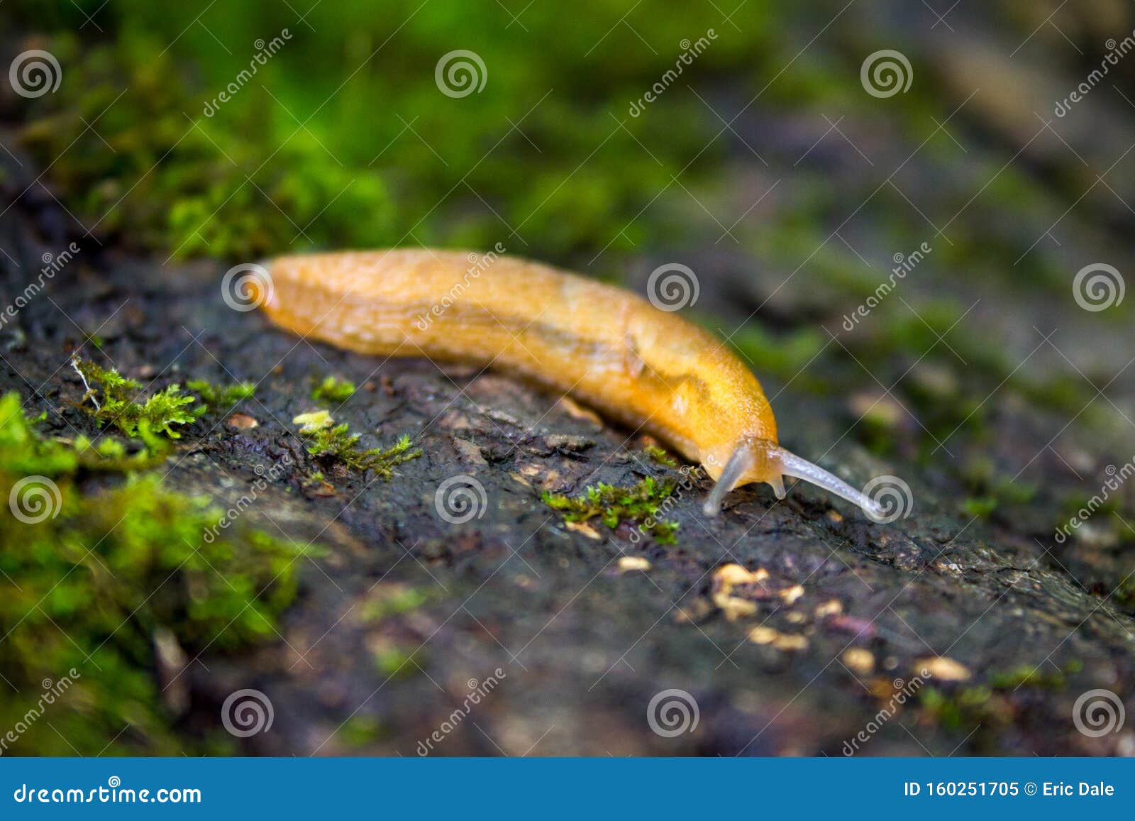 Bright Orange Slug on a Decomposing Log Stock Image - Image of wild ...