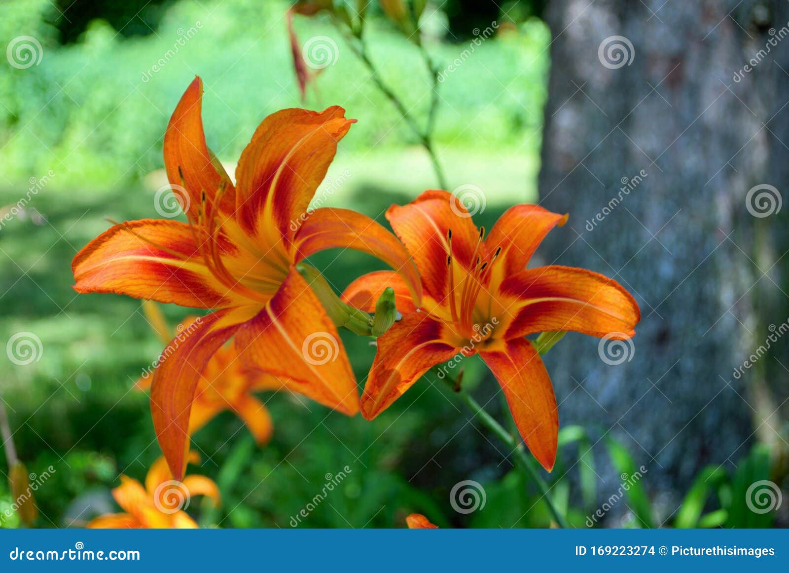 Bright Orange Stargazer Lily Blooming in a Backyard Garden Stock Photo ...