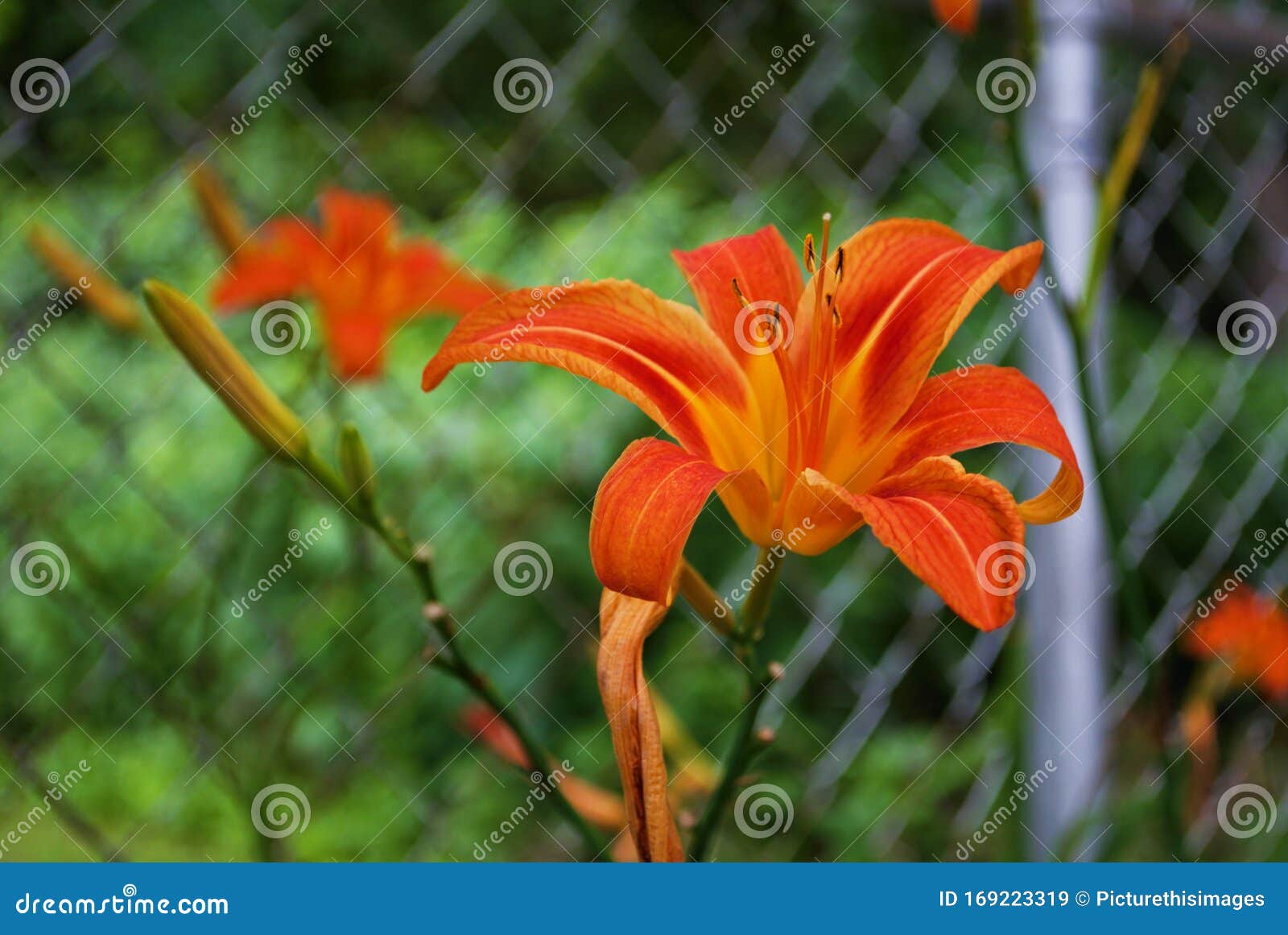 Bright Orange Stargazer Lily Blooming in a Backyard Garden Stock Image ...