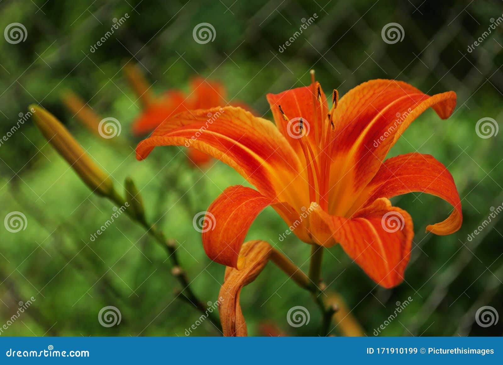 Bright Orange Stargazer Lily Blooming in a Backyard Garden Stock Image ...