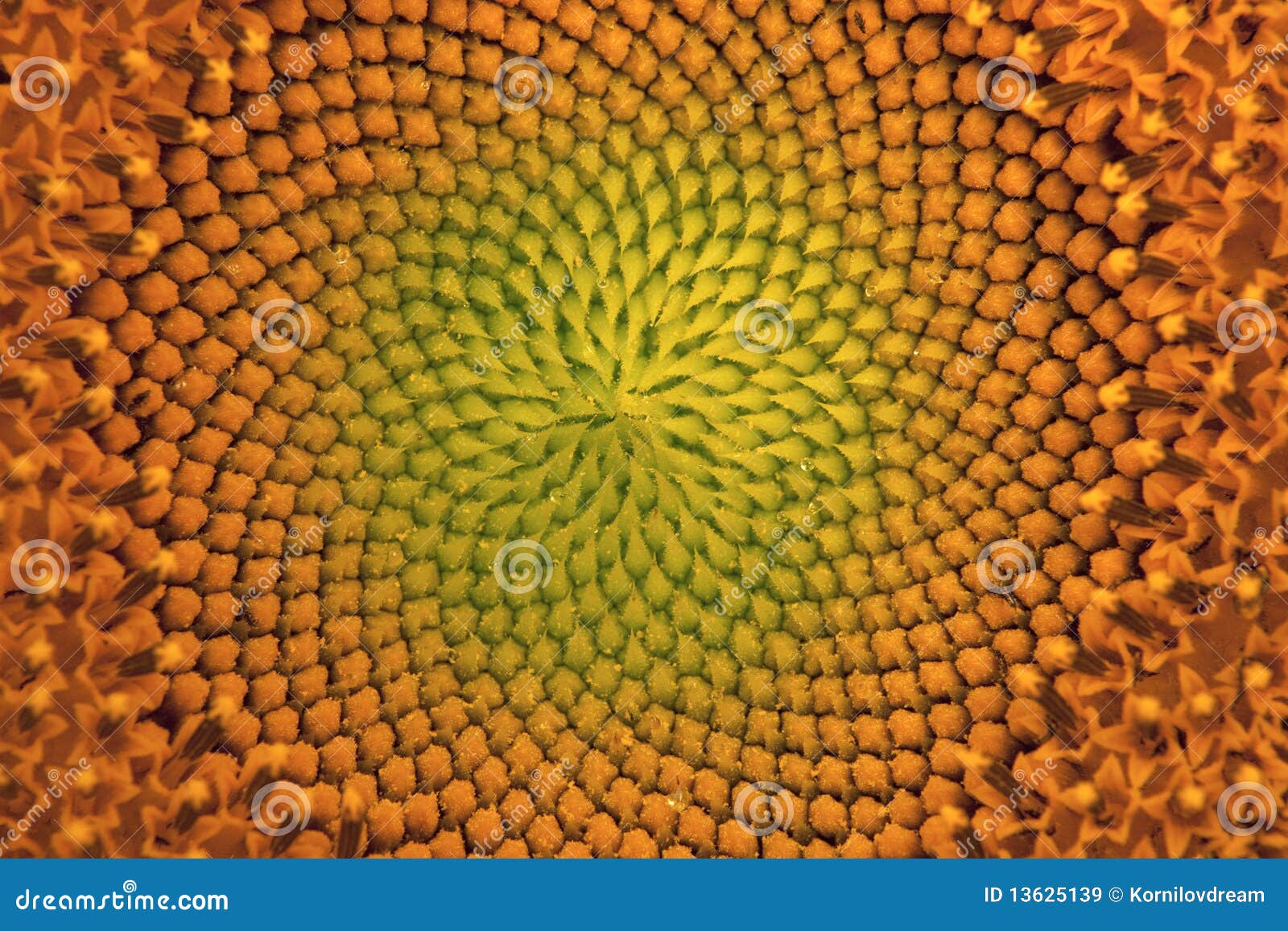 Bright orange Sunflower stock image. Image of botanical - 13625139