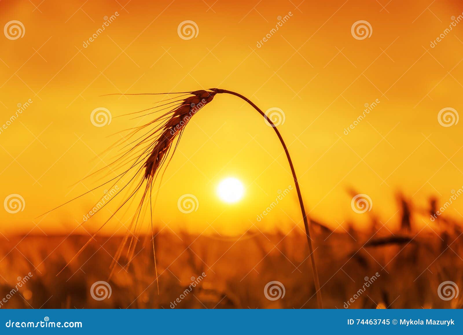 Bright Orange Sunset and Field with Harvest Stock Image - Image of ...