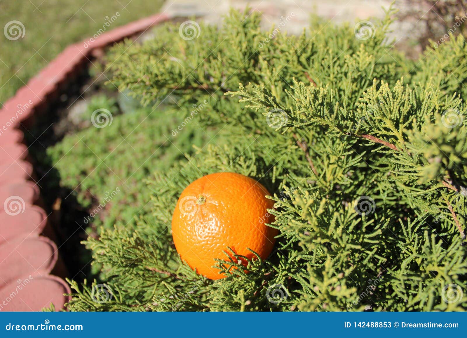 Bright orange on the tree stock image. Image of original - 142488853