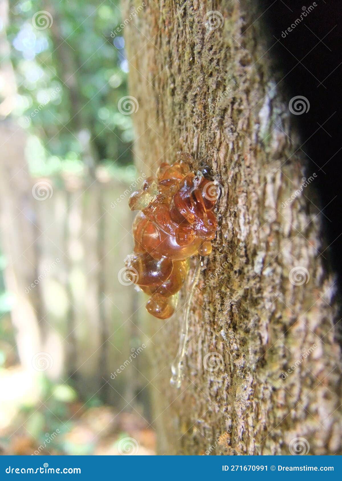Bright Orange Tree Sap Bubbling from the Bark of a Tree Stock Image ...