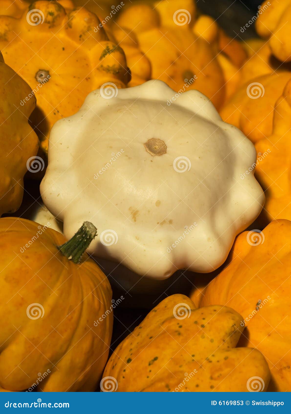 Bright Orange-white Squash Collection Stock Image - Image of ...