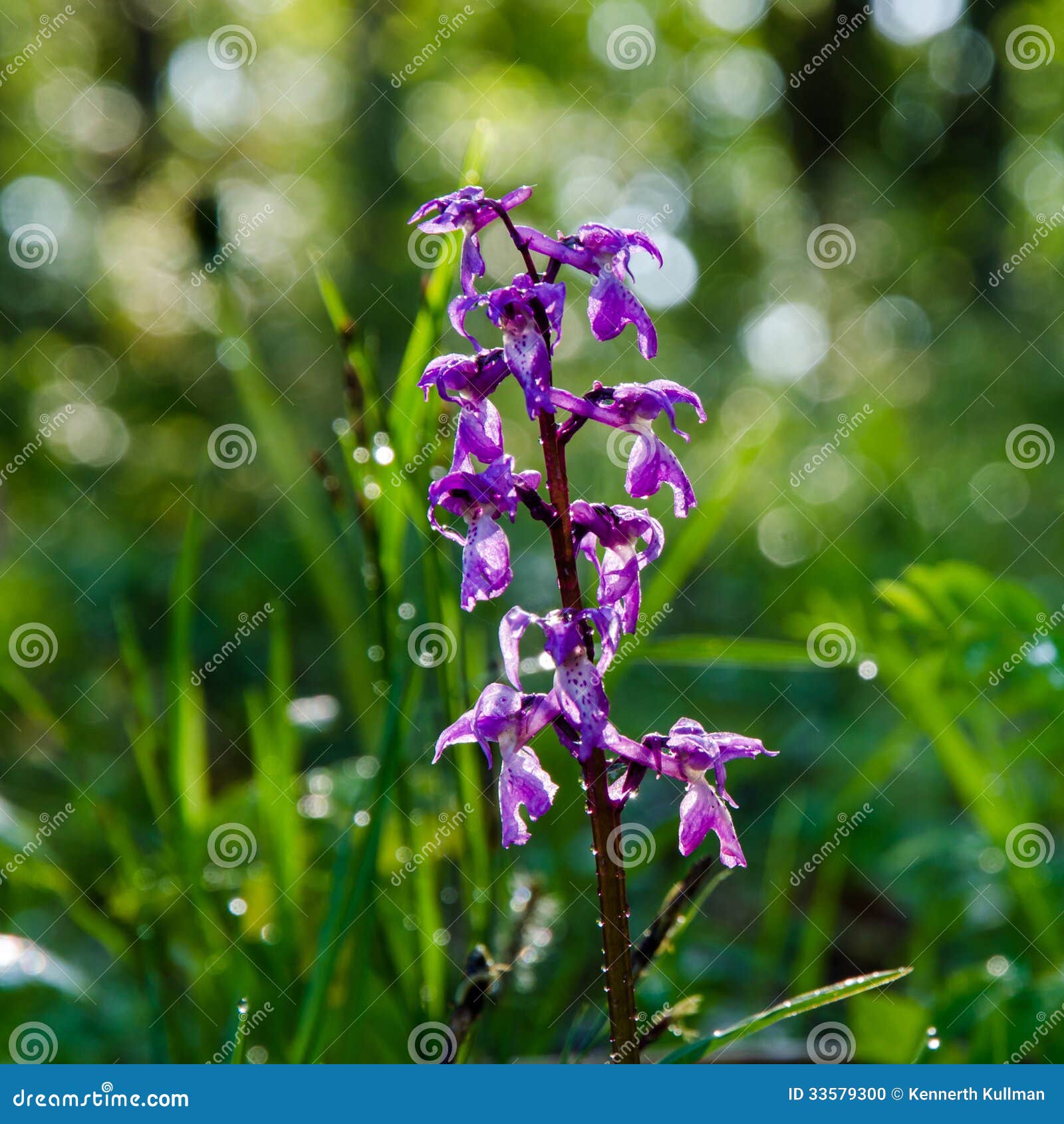 Bright orchid stock photo. Image of botanic, nordic, beautiful - 33579300