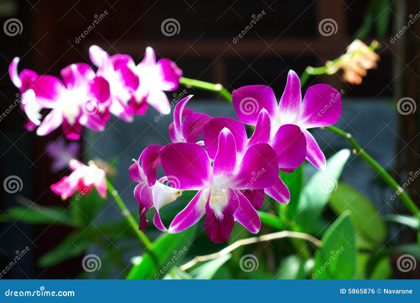 24,616 Bright Orchids Photos - Free & Royalty-Free Stock Photos from ...