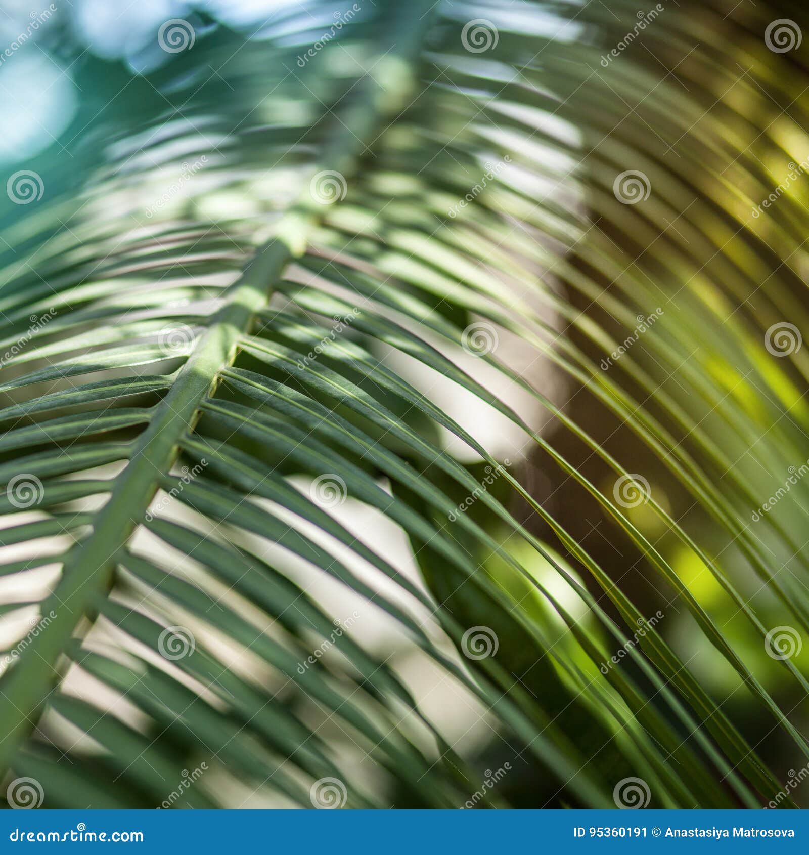 Bright palm leaf close up. stock image. Image of vegetation - 95360191