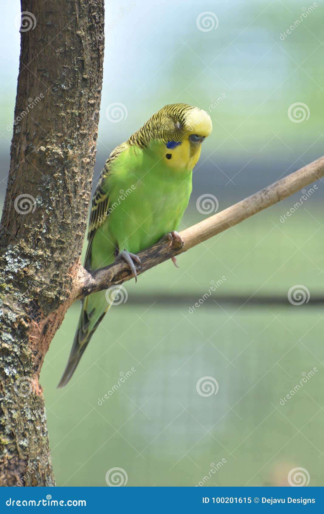 Bright Parakeet Sleeping on a Tree Branch Stock Image - Image of ...