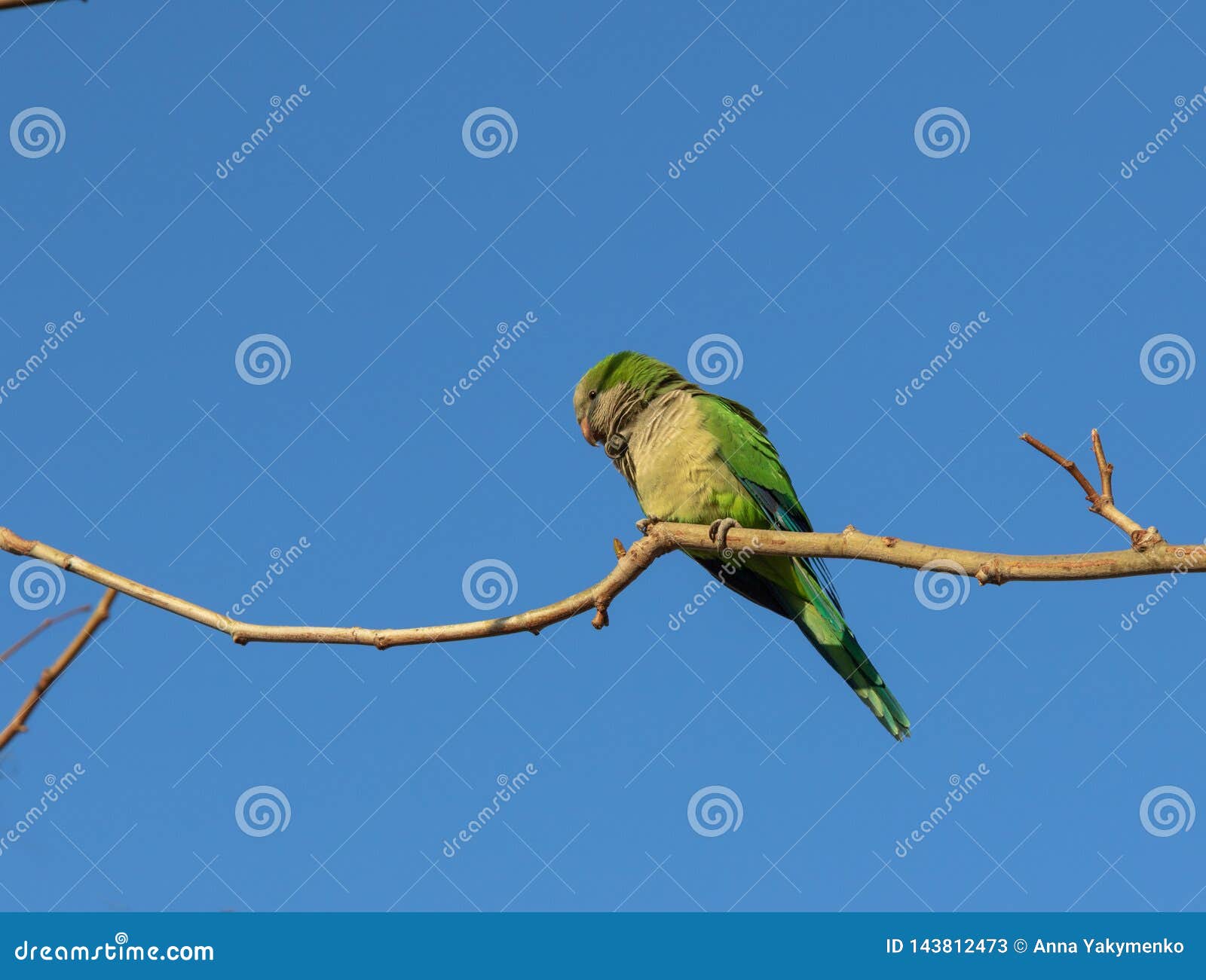 Bright Parrot on a Branch Against the Blue Sky Stock Image - Image of ...