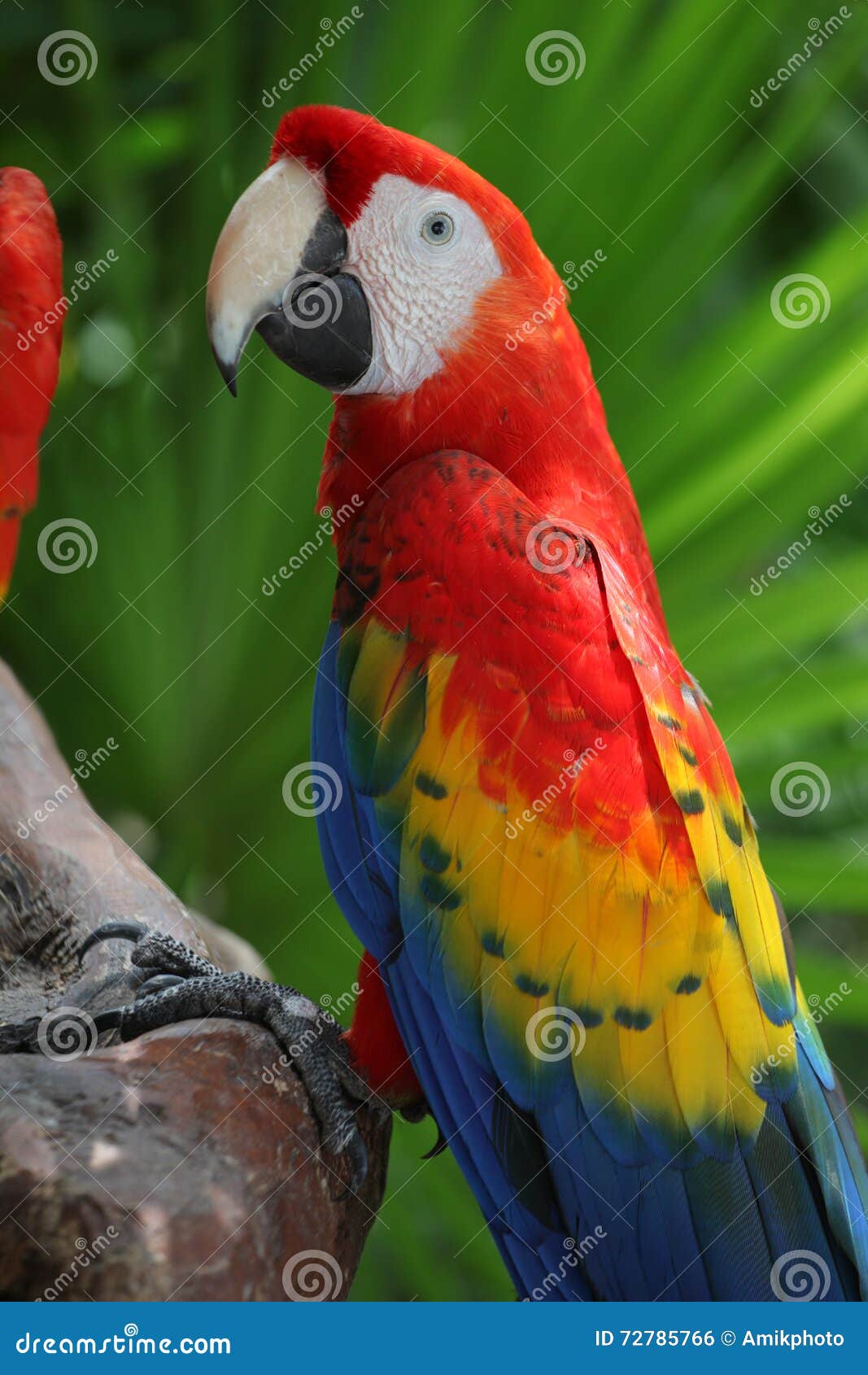 Bright parrot on branch stock photo. Image of friendship - 72785766