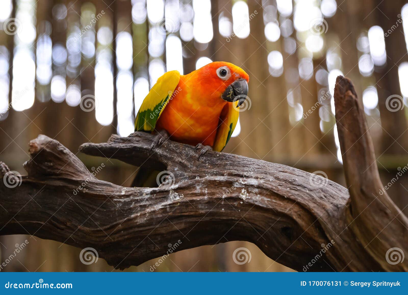 Bright Parrot Sitit on Branch Stock Image - Image of breeding, amazon ...