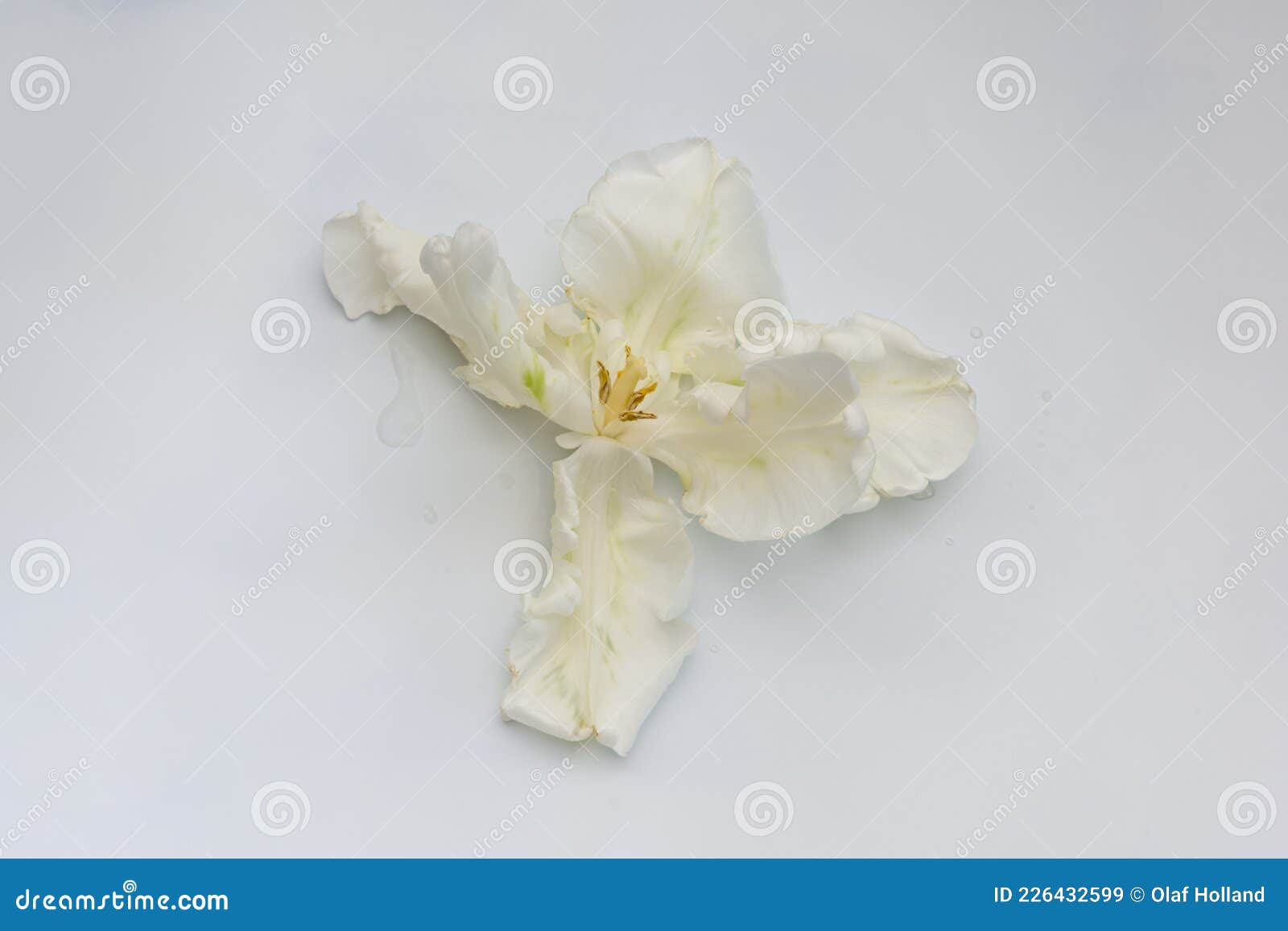 Bright Parrot Tulip Bloom Macro with Water Drops Isolated on Gray ...