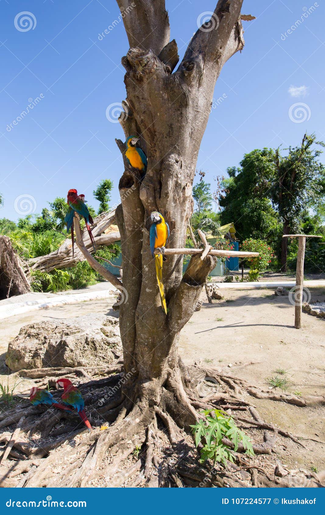 Bright Parrots Ara Sitting on a Tree Branch Stock Image - Image of cute ...