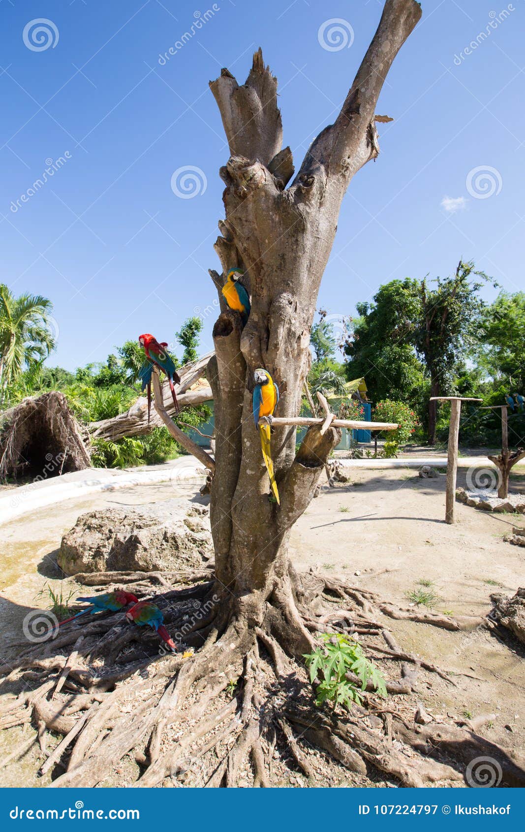 Bright Parrots Ara Sitting on a Tree Branch Stock Image - Image of ...
