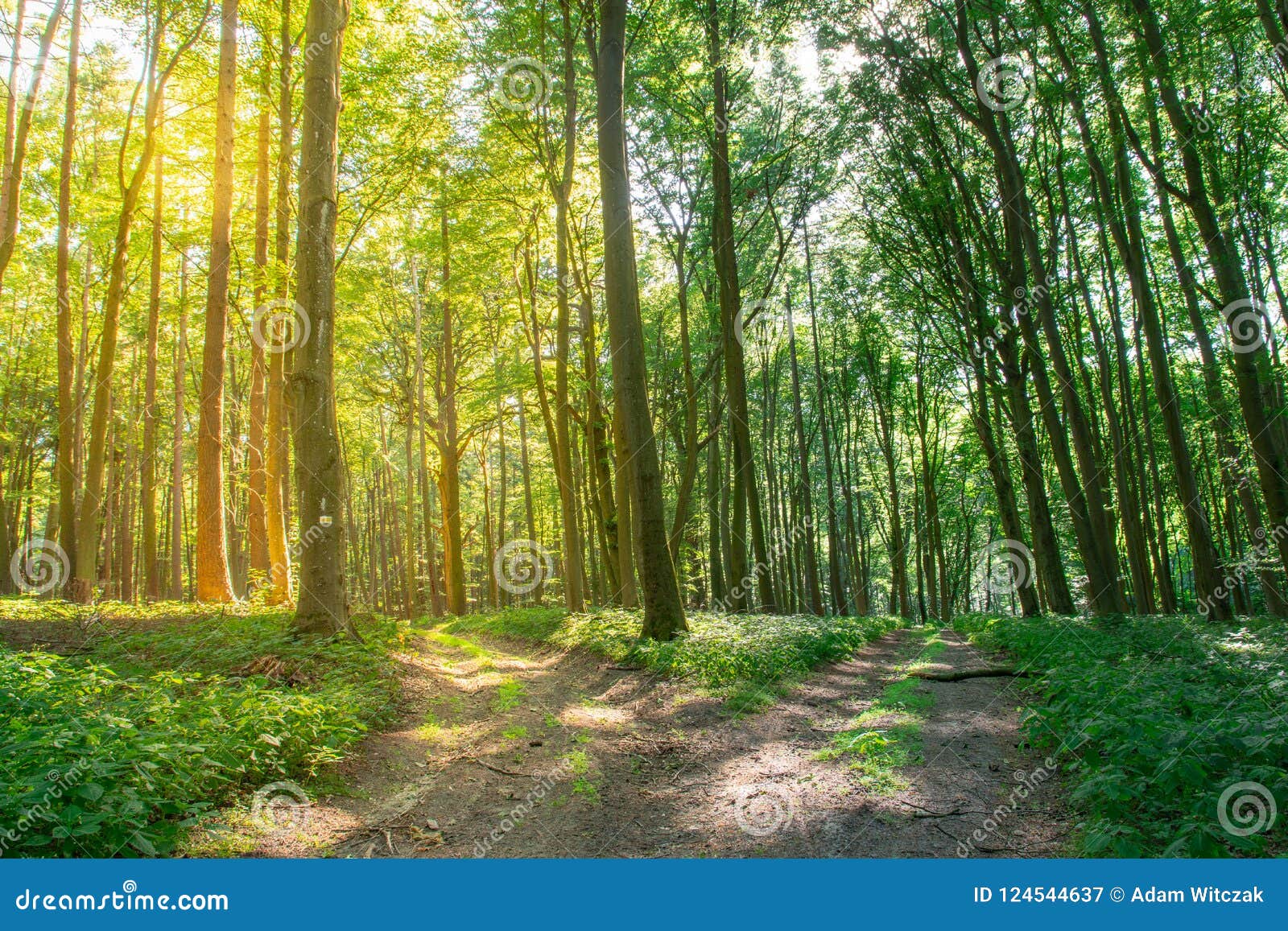 Bright Path Against the Dark One. Stock Image - Image of outdoors ...