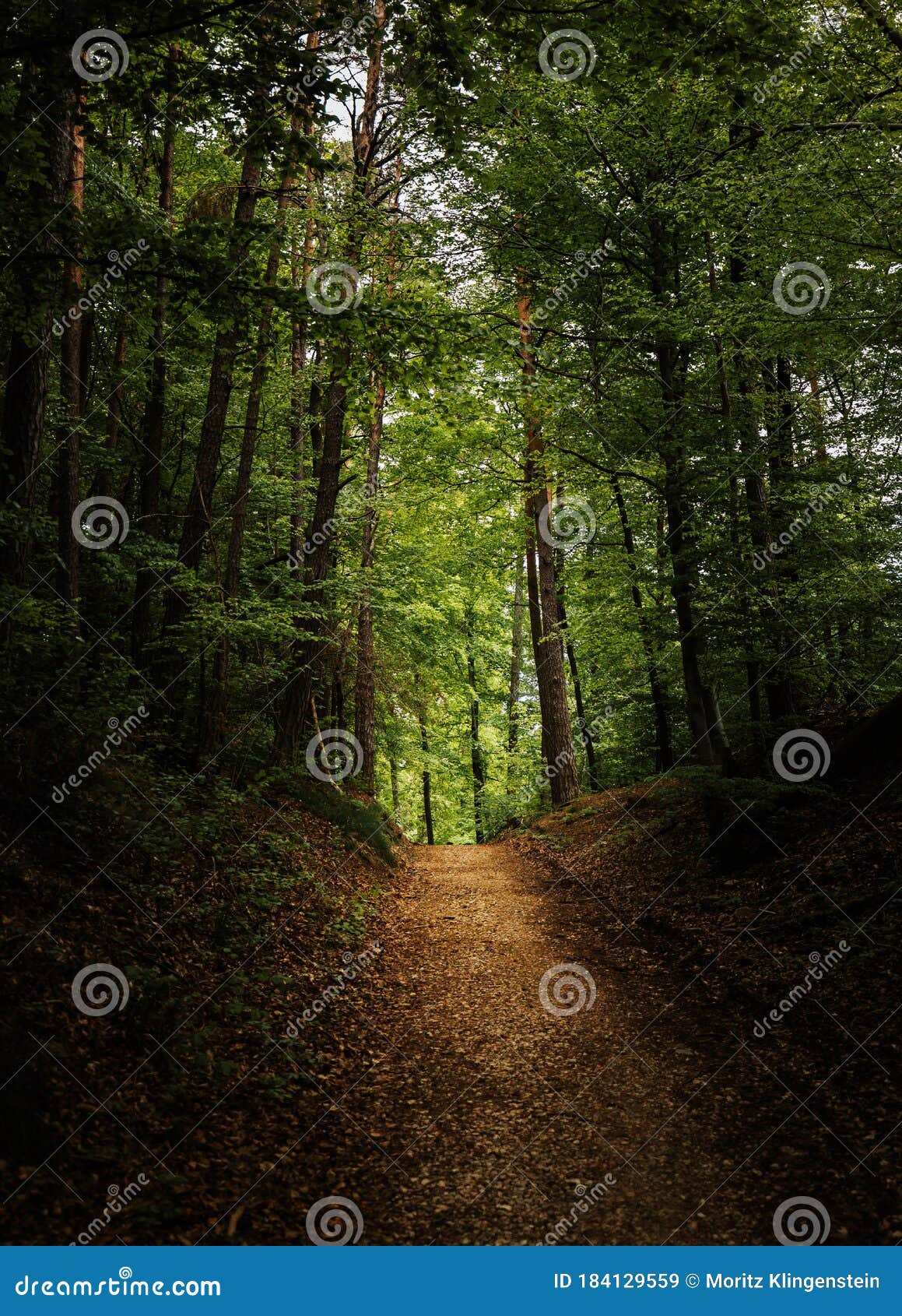 Bright Path in the Dark Forest with High Trees Stock Image - Image of ...