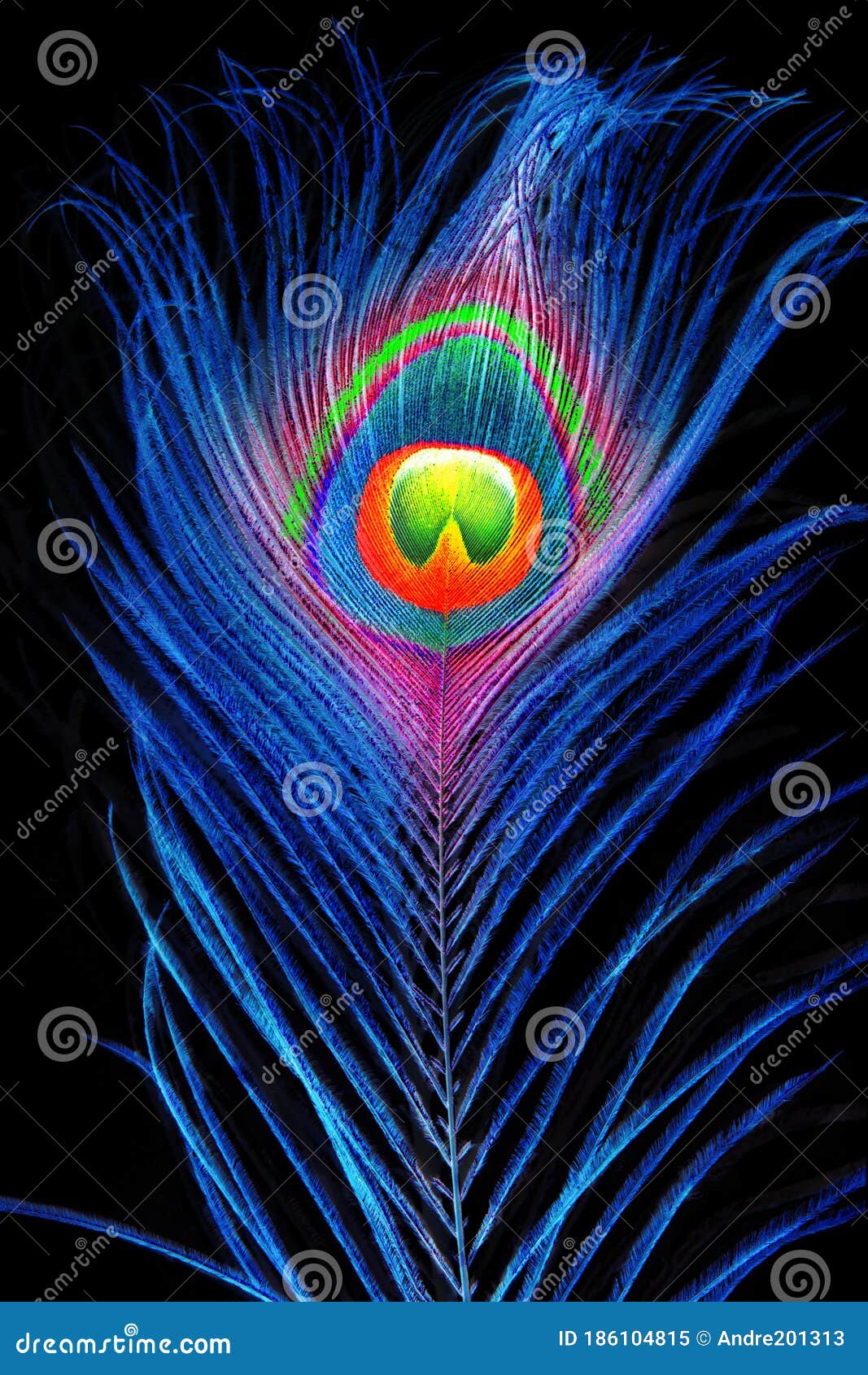 Bright Peacock Feather in Neon Light on a Black Background Stock Image ...