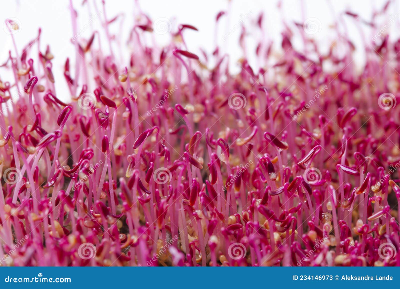 Red Amaranth Microgreen In Male`s Hand On White Background. Amaranth ...