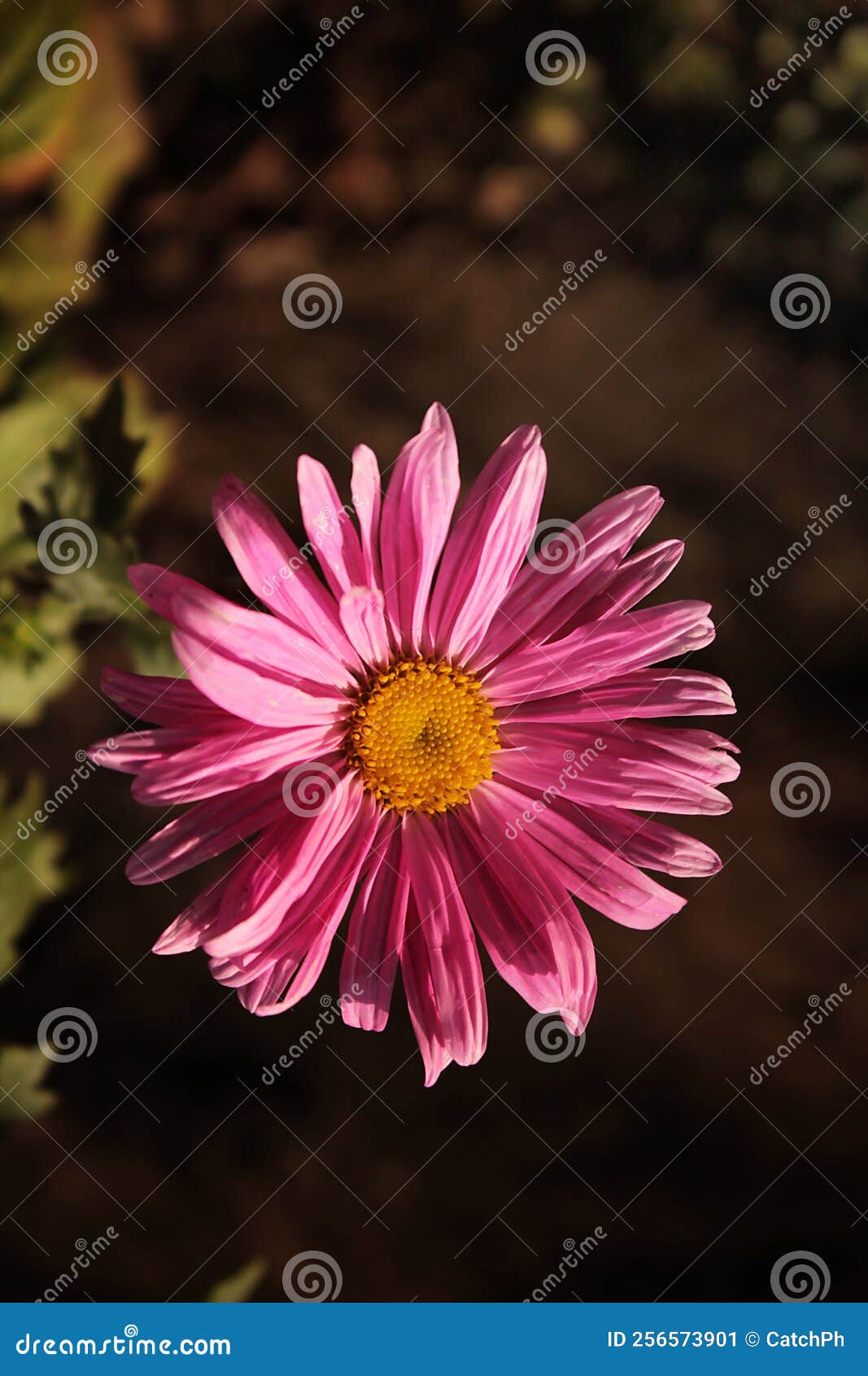 Bright Pink Aster Flower on a Dark Green Background Stock Image - Image ...
