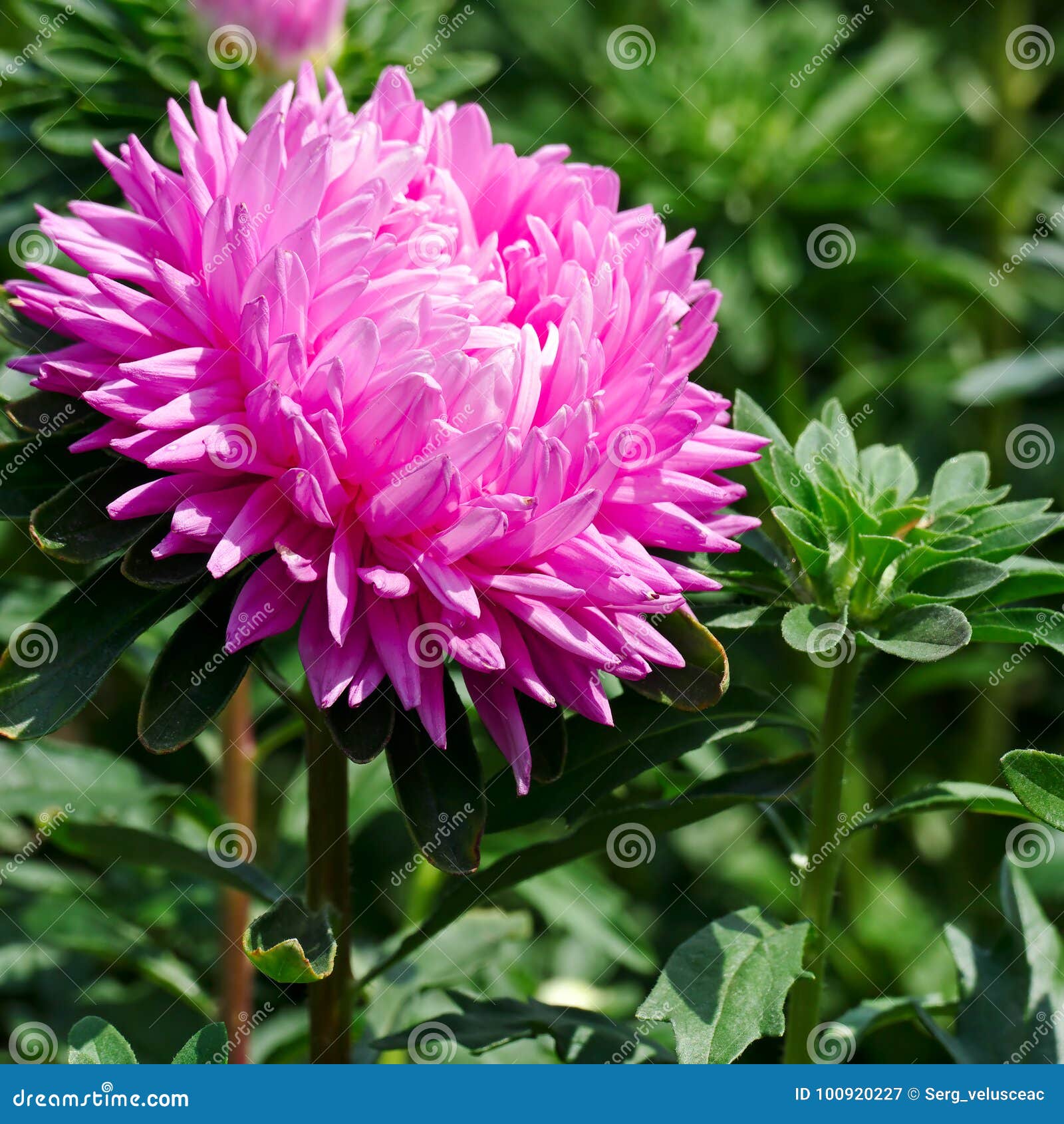 Bright Pink Aster Flower on a Flowerbed Stock Image - Image of botany ...
