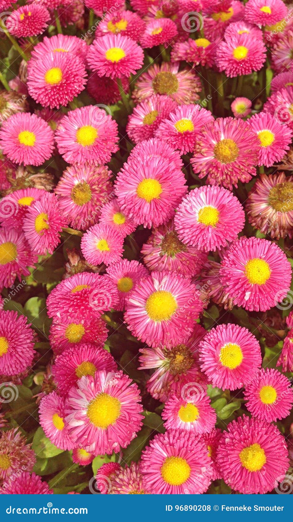 Bright Pink Aster Flowers with Yellow Capitulum Stock Photo - Image of ...
