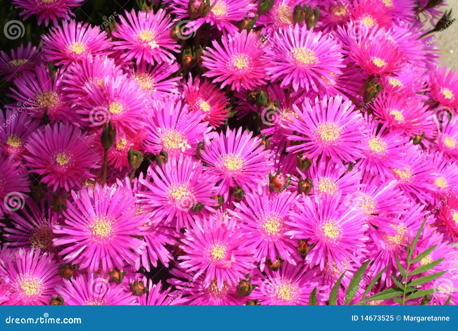 Bright Pink Asters in Full Sun Stock Image - Image of outdoor, vibrant ...