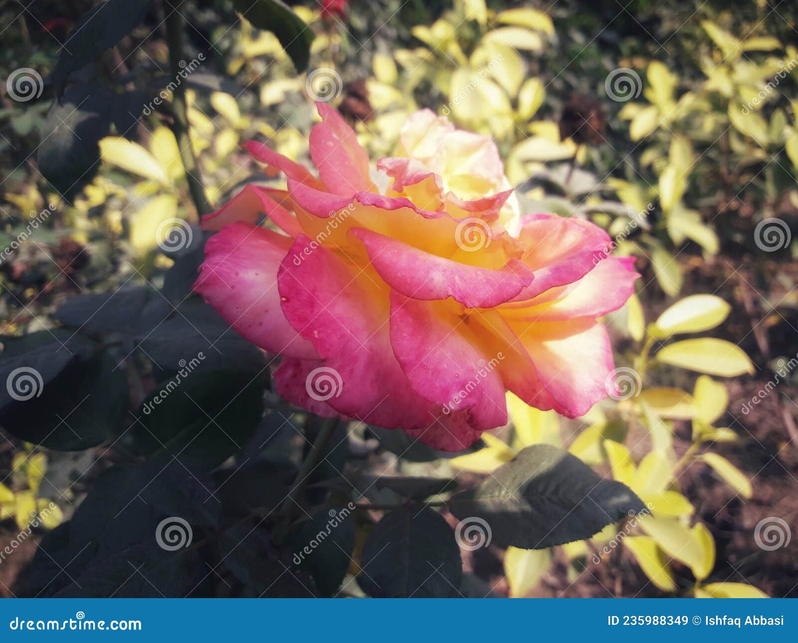 Bright Pink Big Rose Flower in Garden Stock Image - Image of wildflower ...