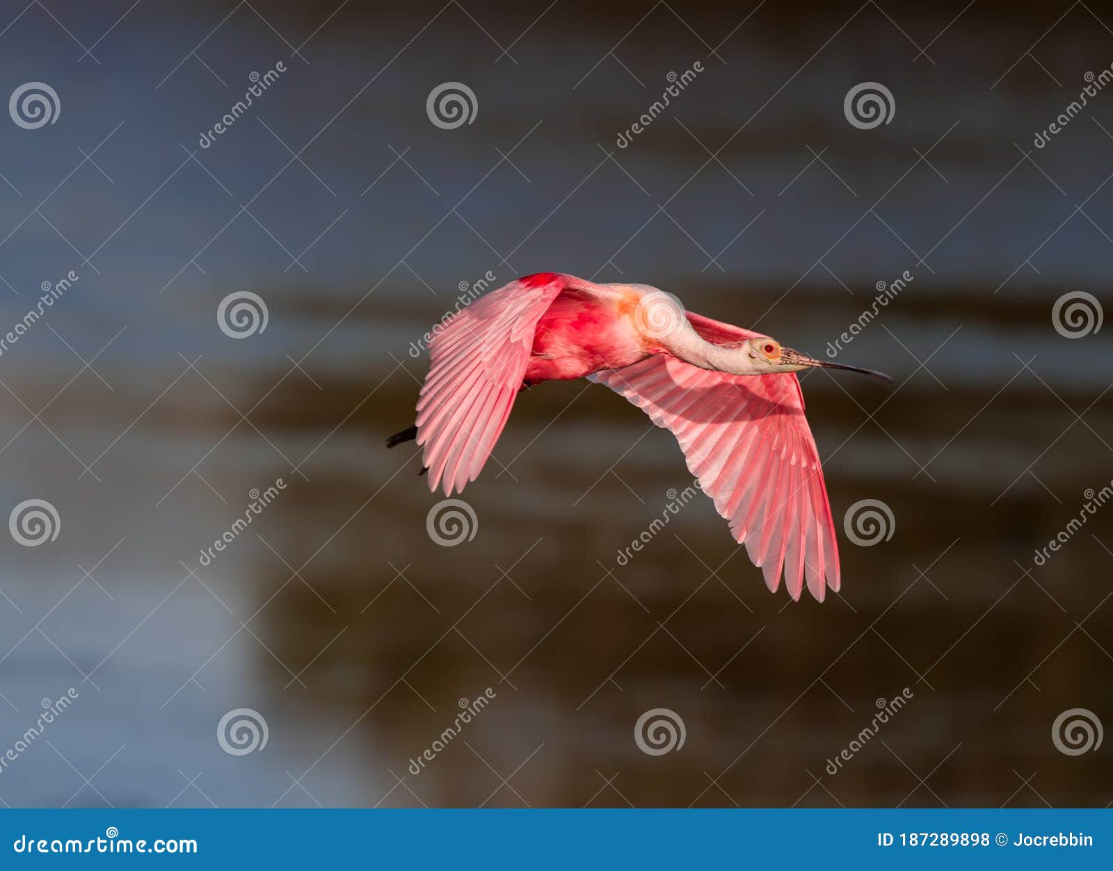 Bright Pink Breeding Colors of the Rosette Spoonbill in Flight Stock ...