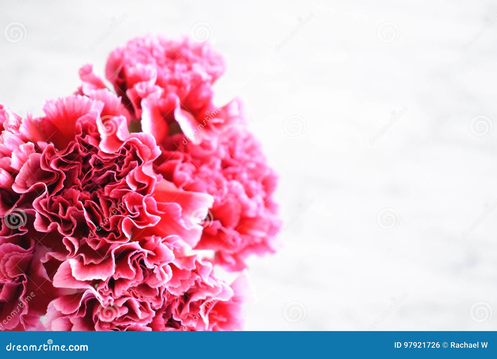 Bright Pink carnations stock photo. Image of elegant - 97921726