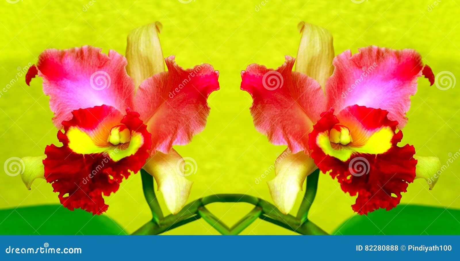 Bright Pink Cattleya Orchids Stock Photo - Image of vibrant, pink: 82280888