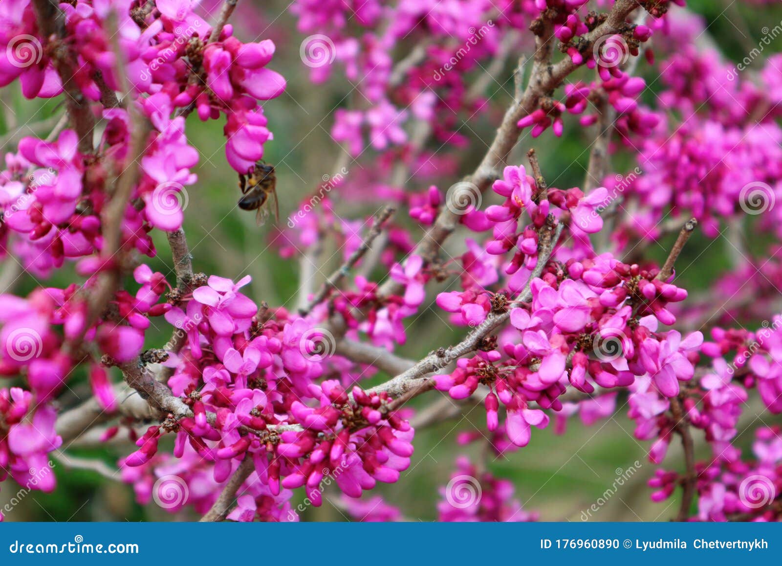 Bright Pink Cercis Tree Flowers. Bee on a Redbud Flower Stock Photo ...