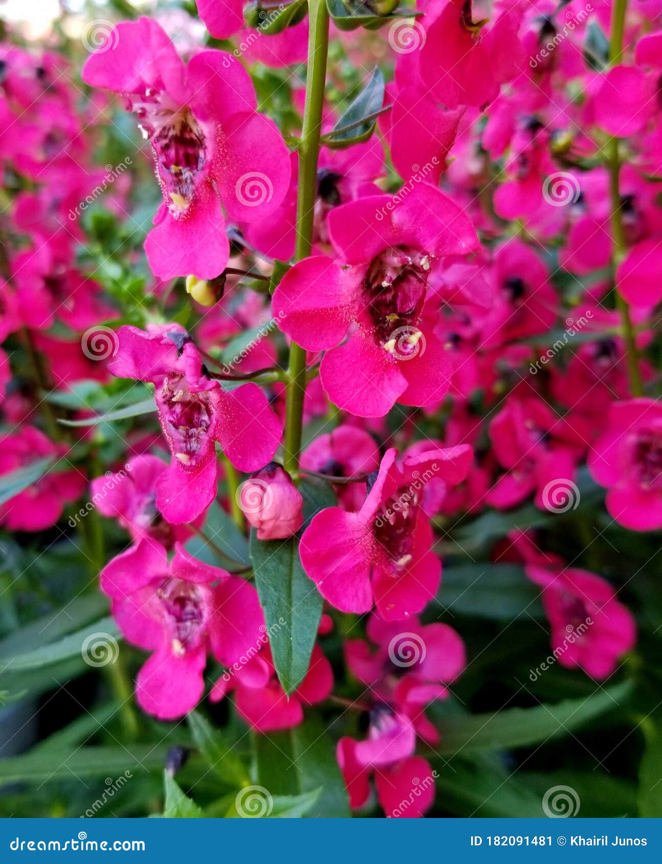 Bright Pink Color of Angelonia Tiny Flowers Stock Image - Image of ...