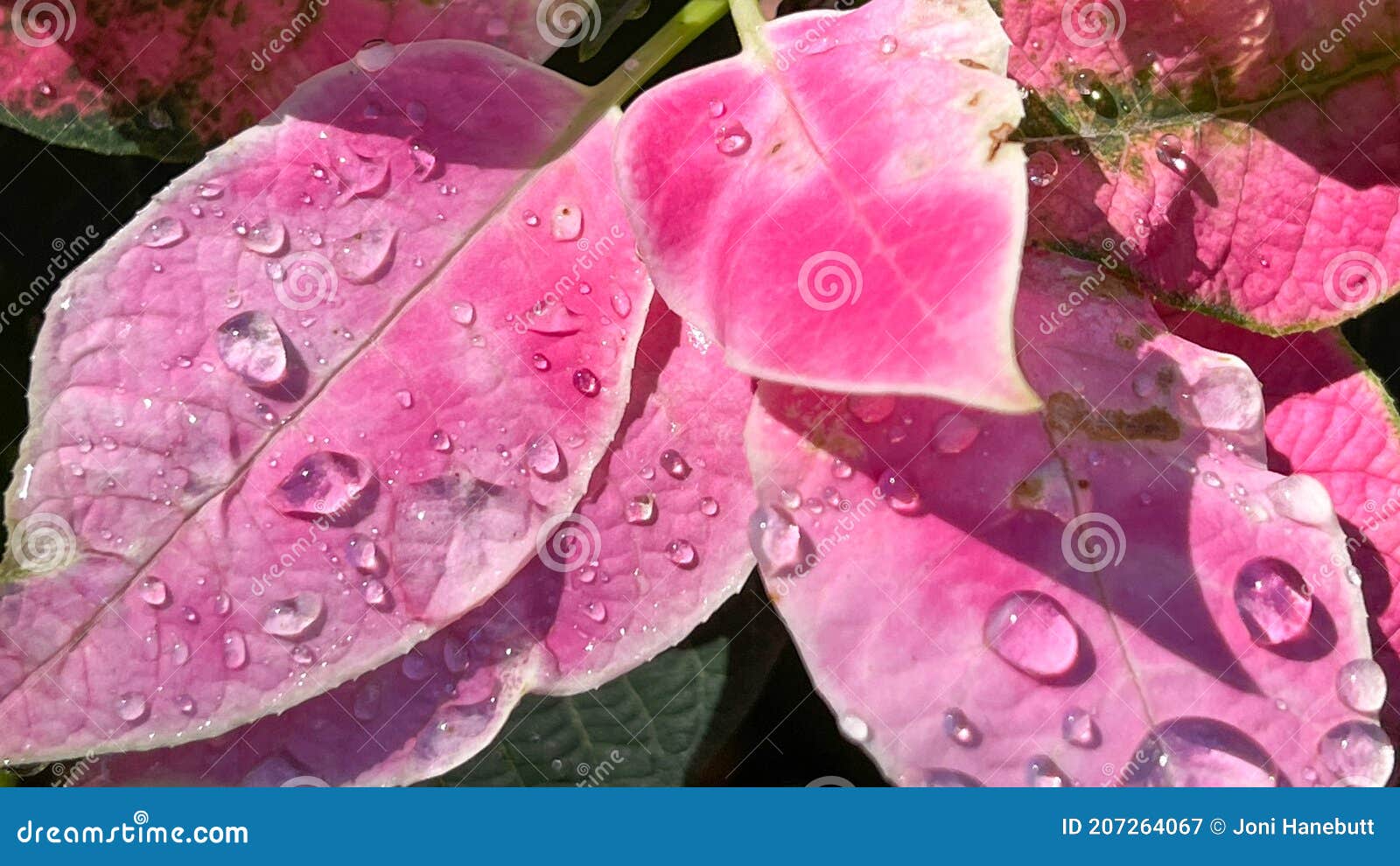 A Bright Pink Copper Shrub at a Botanical Garden Stock Image - Image of ...