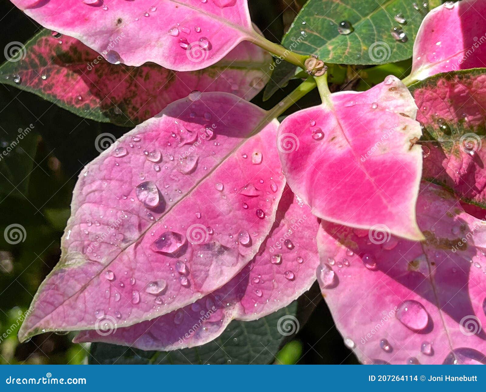 A Bright Pink Copper Shrub at a Botanical Garden Stock Photo - Image of ...