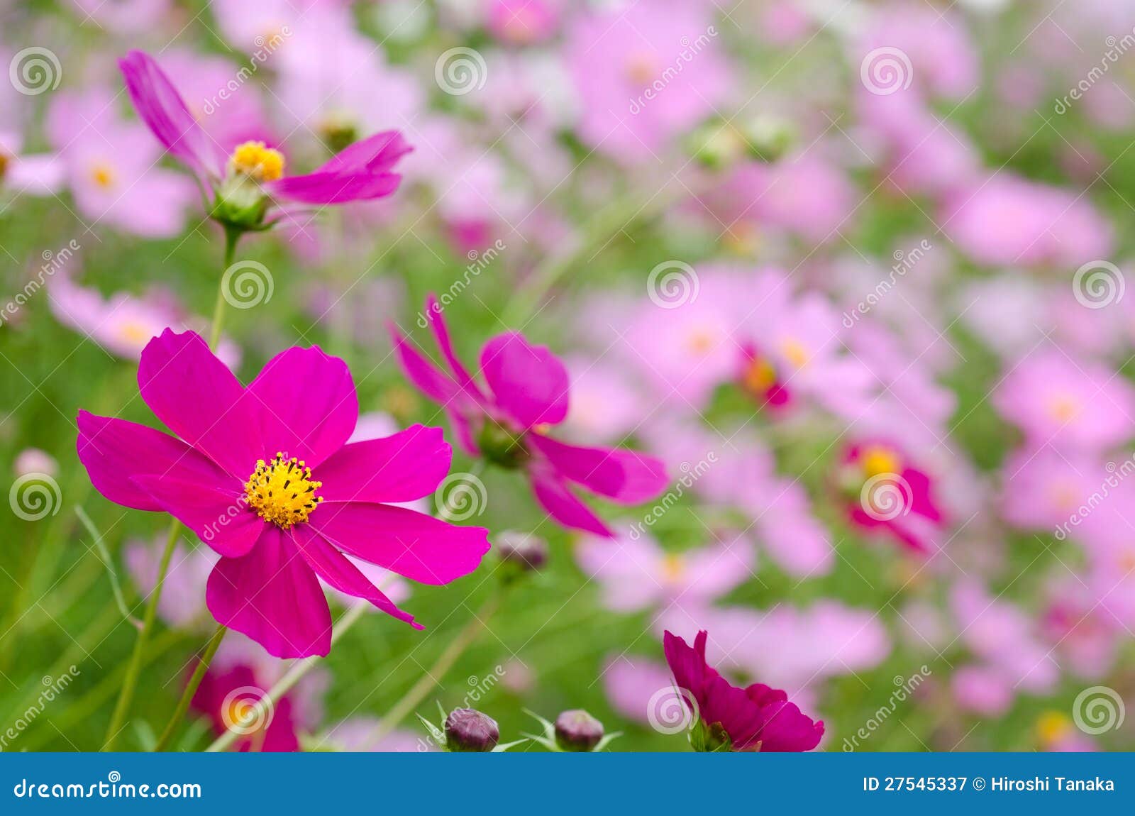 Bright pink cosmos stock image. Image of nature, flower - 27545337