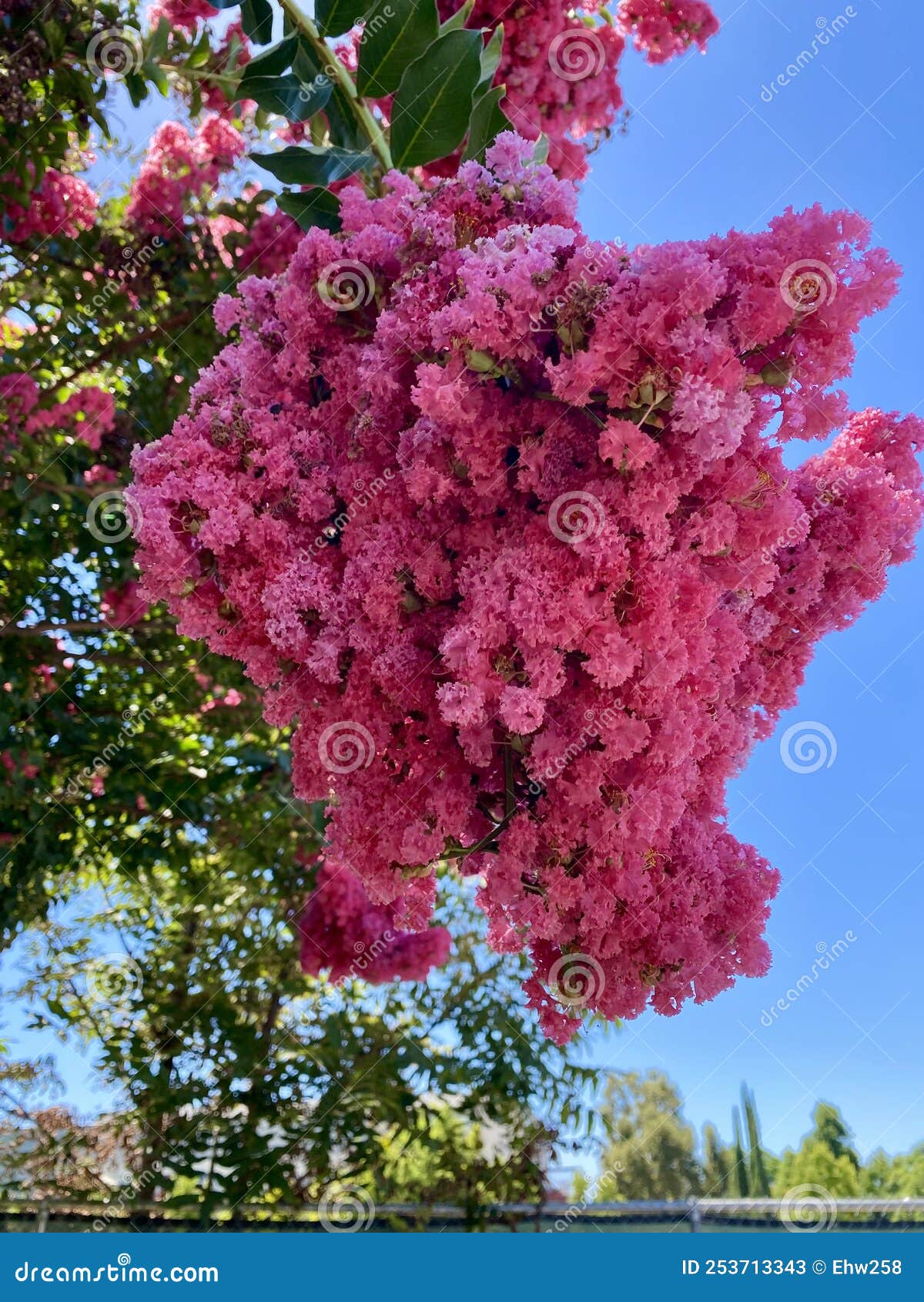 Pink Crape Myrtle Blossoms, Pink Flowering Tree Stock Image - Image of ...