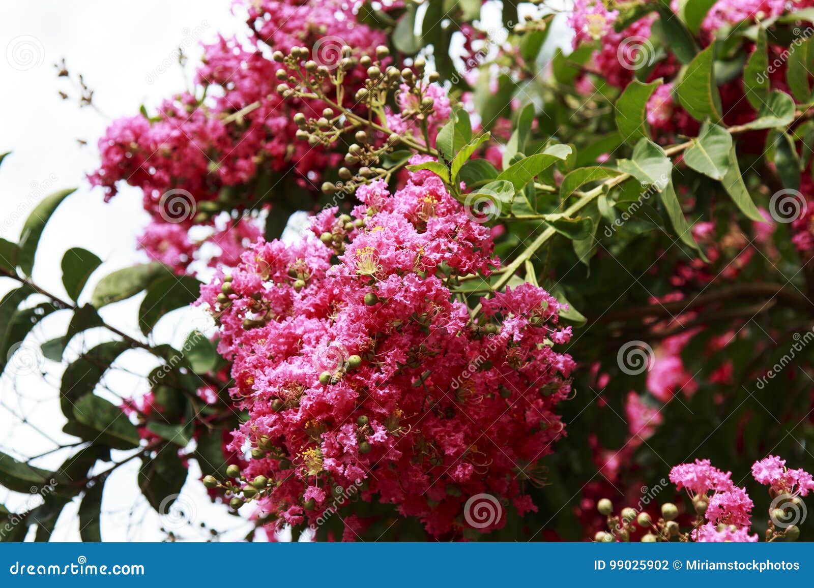 Pink Crepe Myrtle Flowering Tree in Bloom Stock Photo - Image of warmer ...