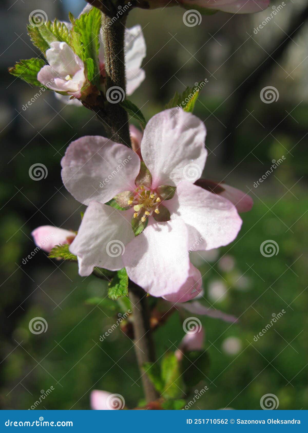 Downy cherry blossom stock photo. Image of fruit, pink - 251710562
