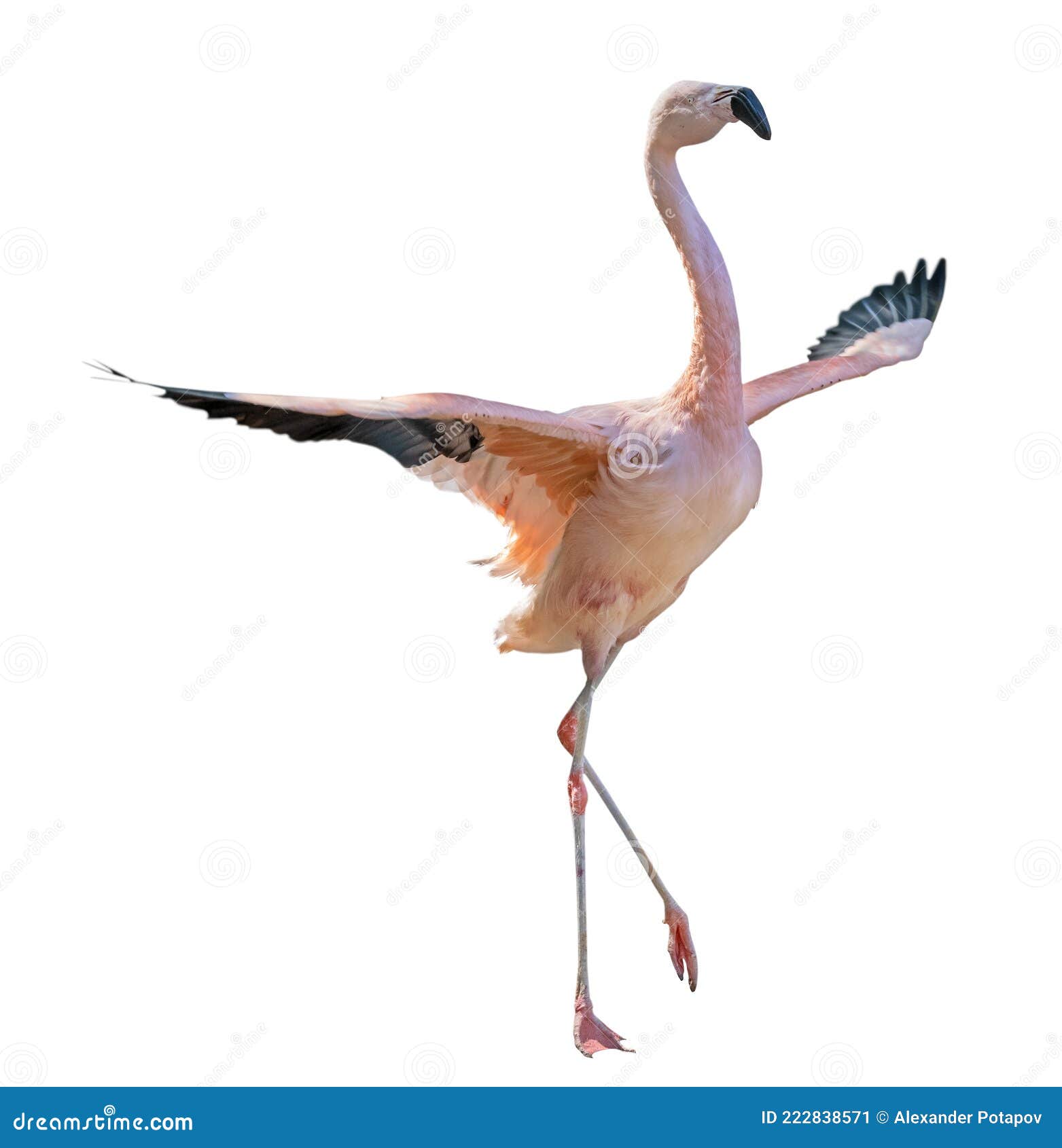 Bright Pink Flamingo with Spread Wings Stock Image - Image of wings ...