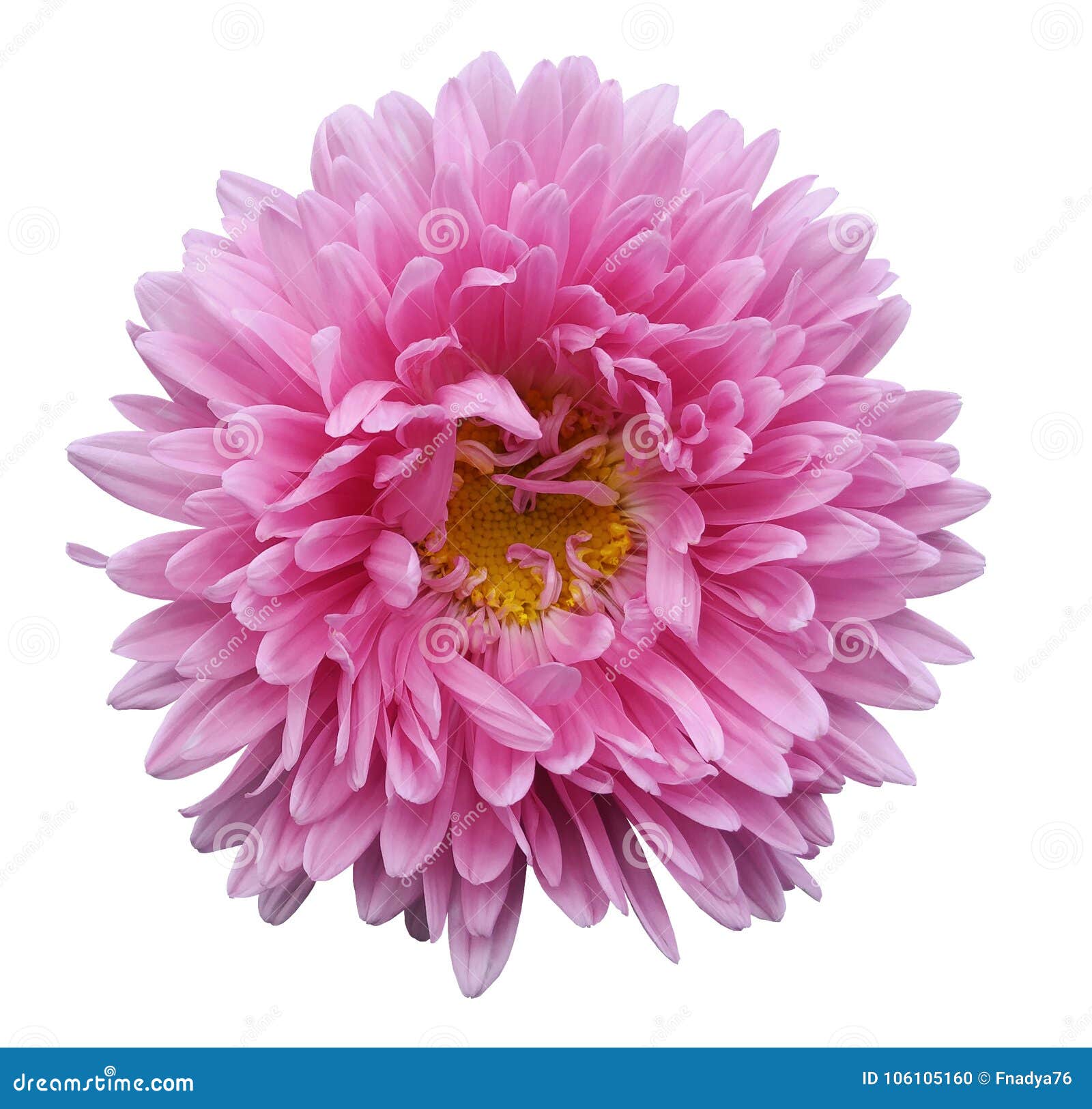 Bright Pink Flower Aster on a White Isolated Background with Clipping ...