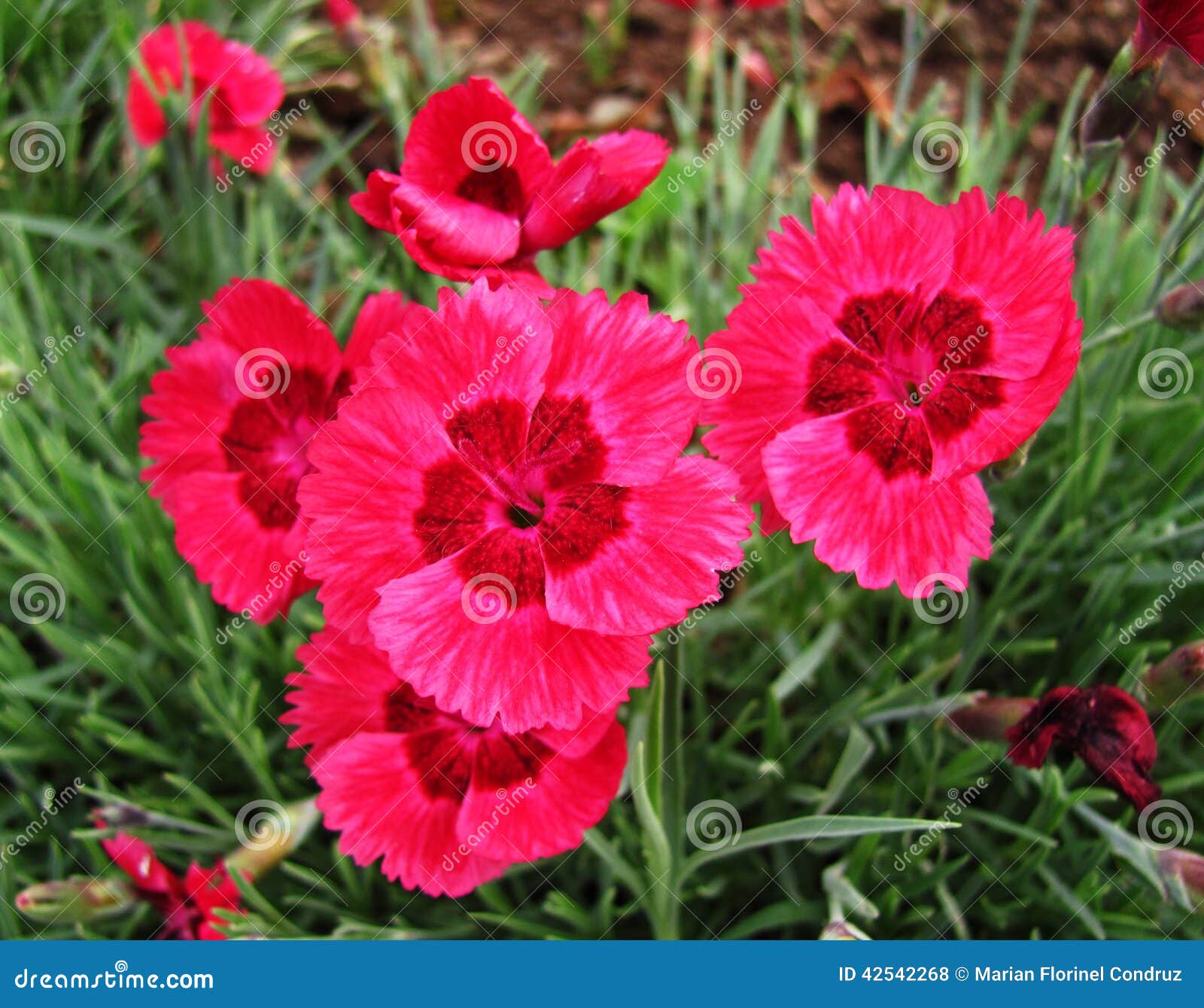 Bright Pink Flowers in Bloom Stock Photo - Image of flowering, flowers ...