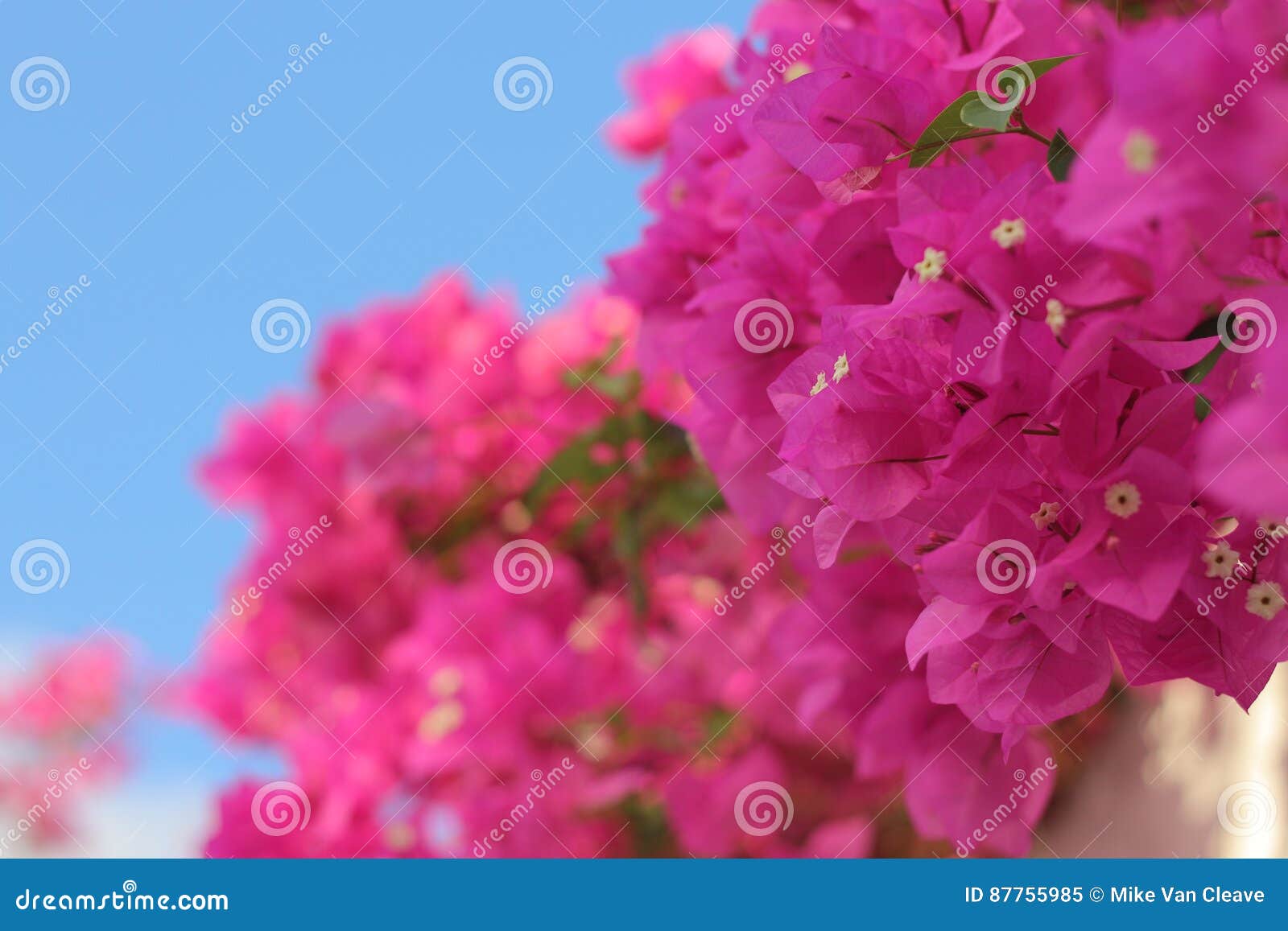 224 Cancun Flowers Stock Photos - Free & Royalty-Free Stock Photos from ...
