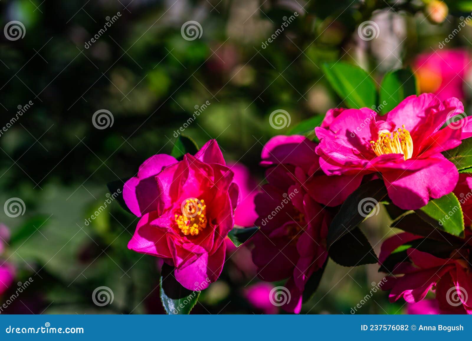 Bright Pink Flowers on the Gardenia Tree Stock Photo - Image of park ...
