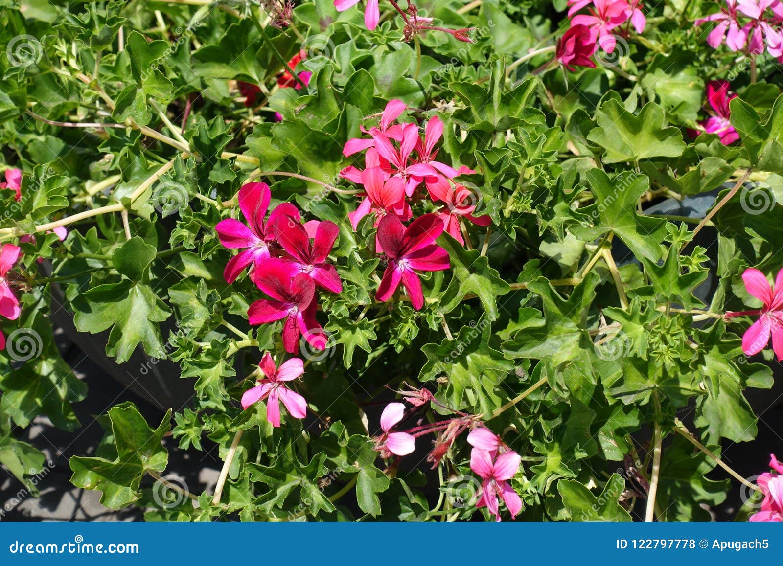 Bright Pink Flowers of Ivy-leaved Geranium Stock Photo - Image of ...